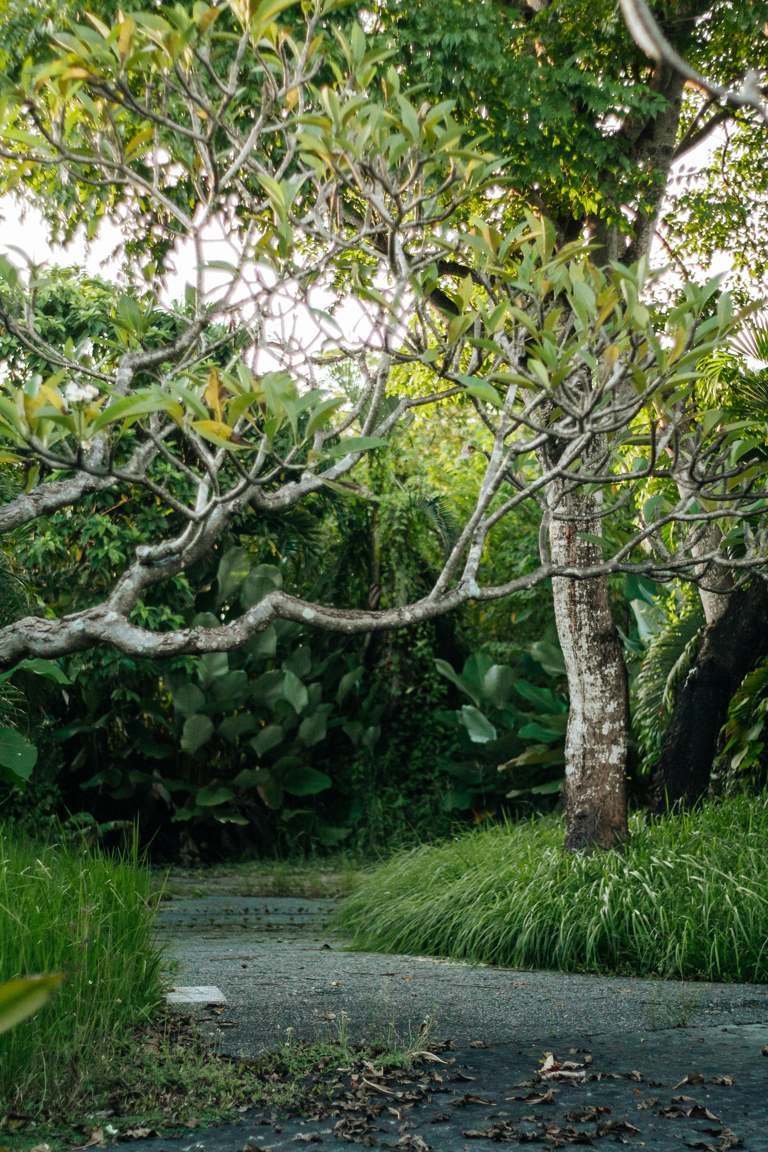 Pathway Between Green Trees · Free Stock Photo