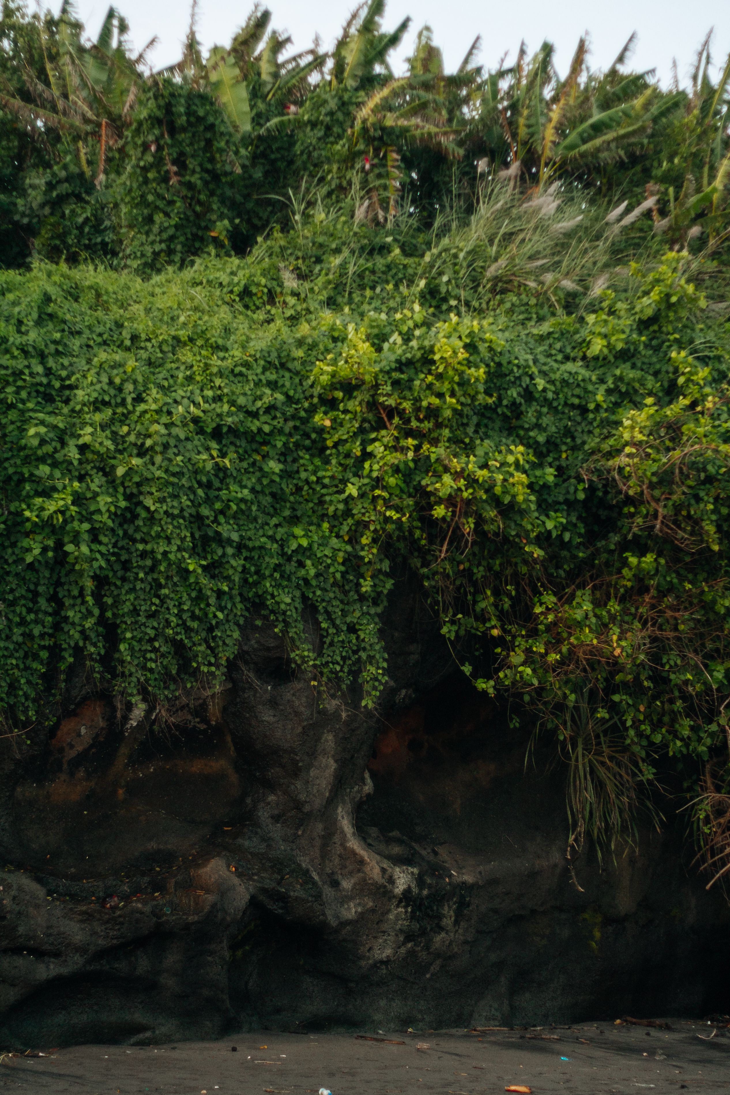 Green Tress on the Field · Free Stock Photo