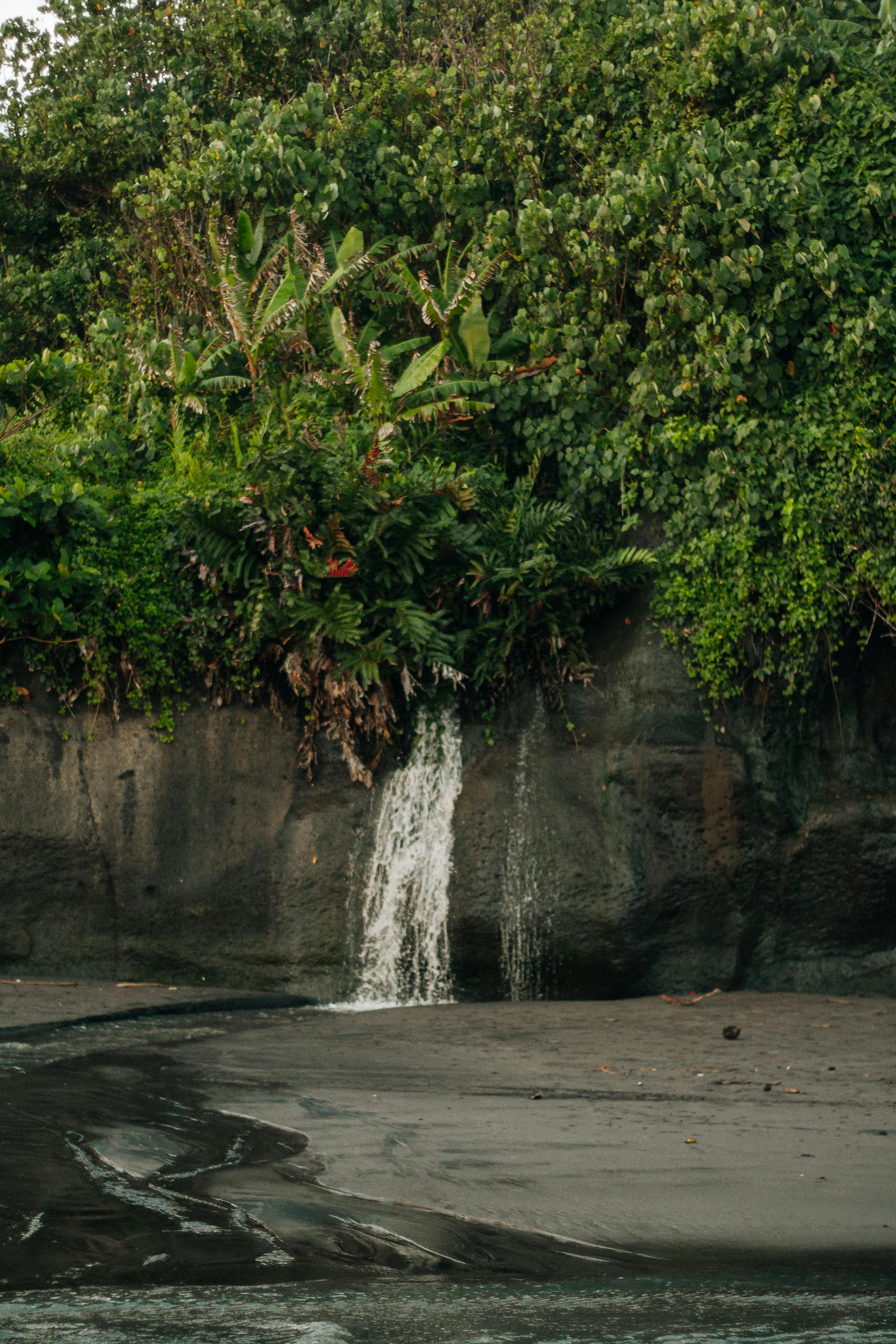Trees near the Waterfalls · Free Stock Photo