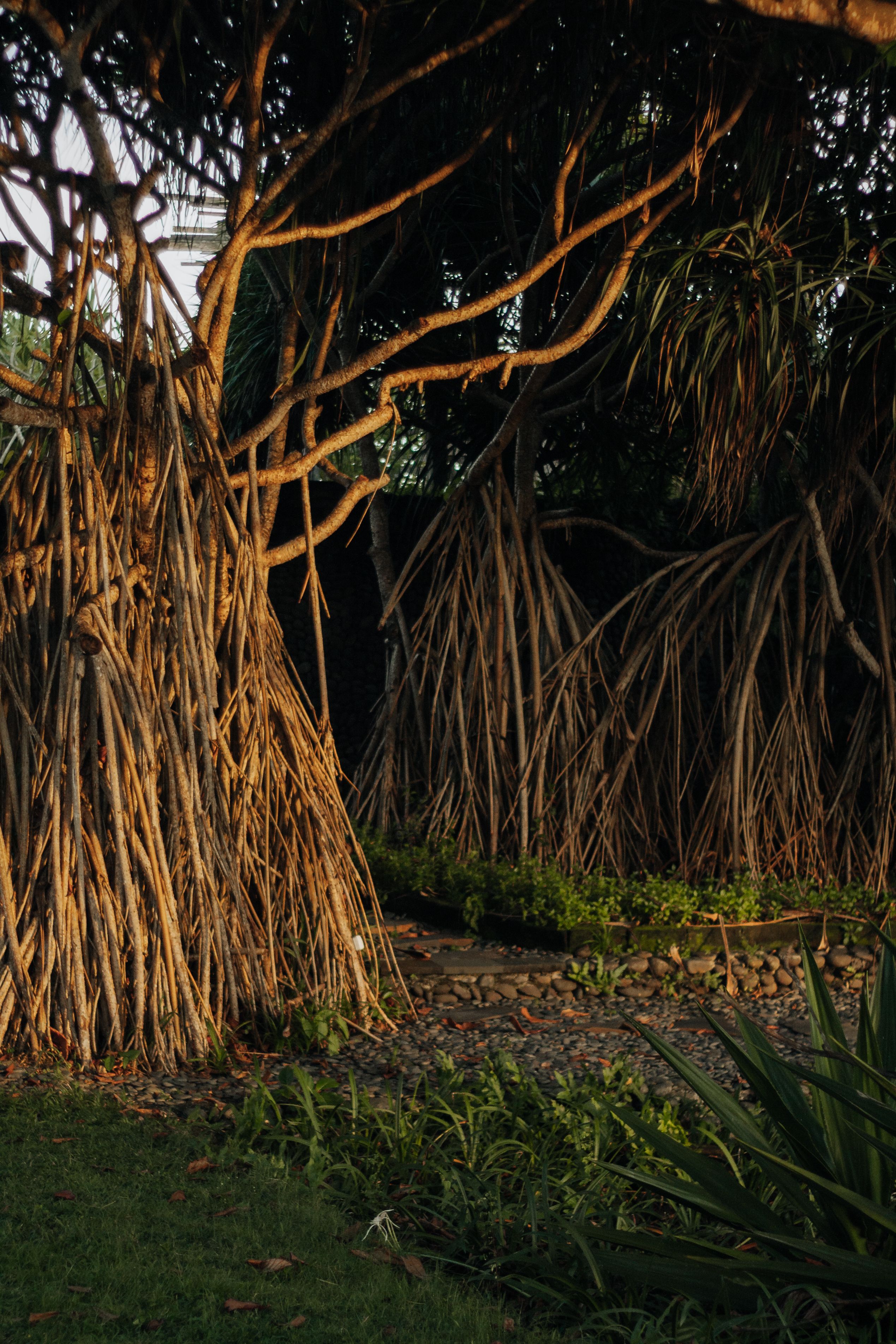 Brown Trees in the Garden · Free Stock Photo