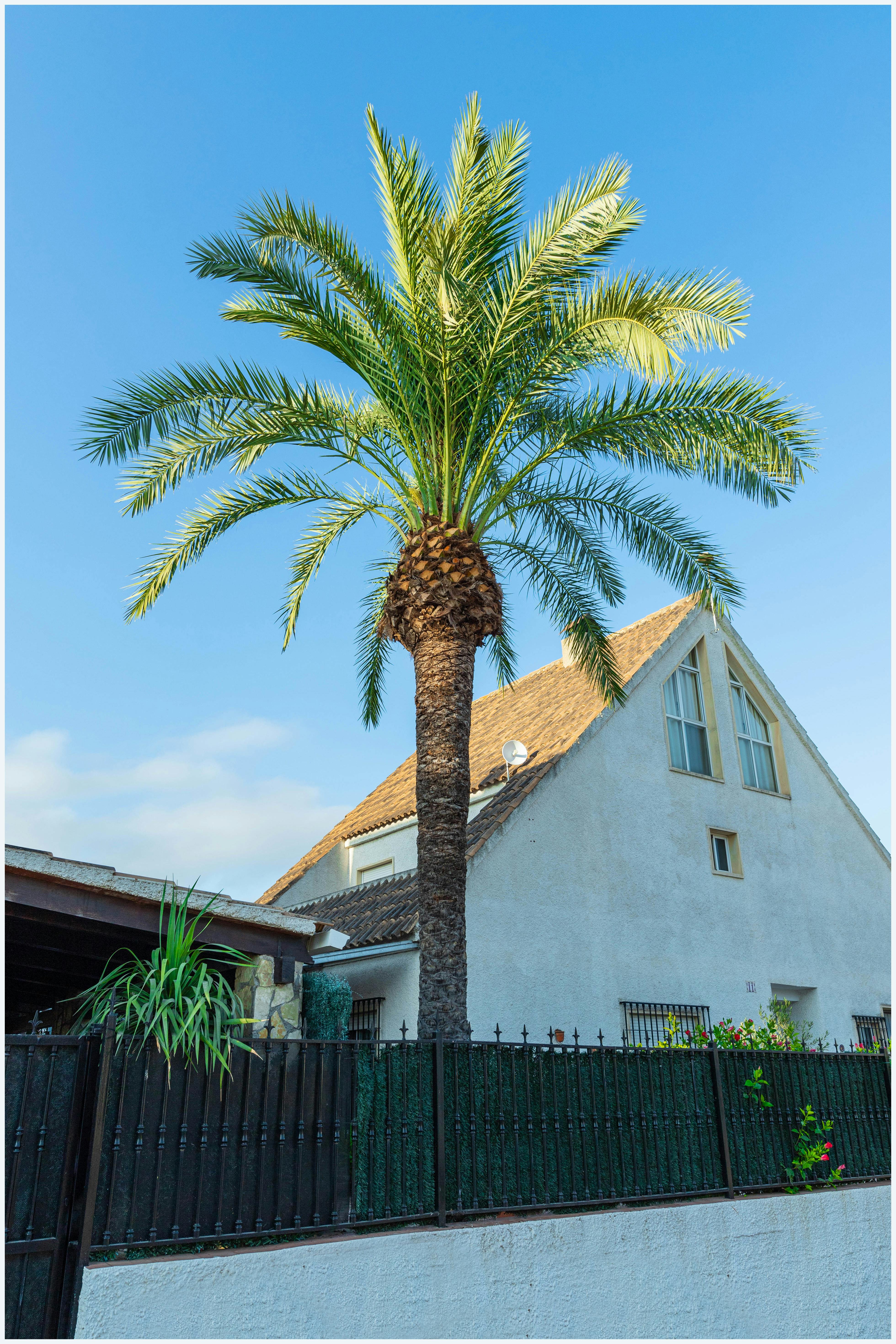 Green Palm Tree Near a House · Free Stock Photo