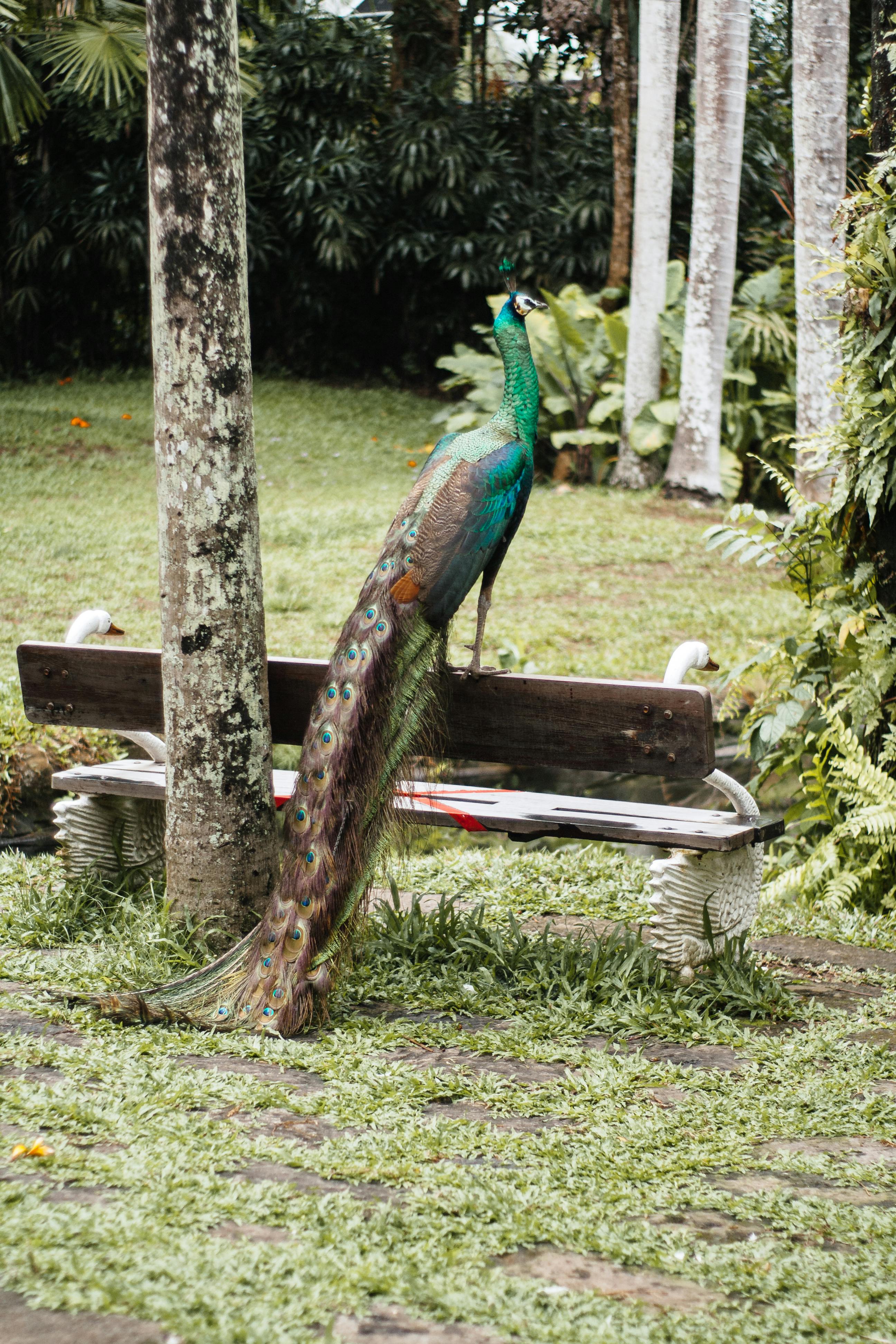 Phasianidae Photos, Download The BEST Free Phasianidae Stock Photos ...