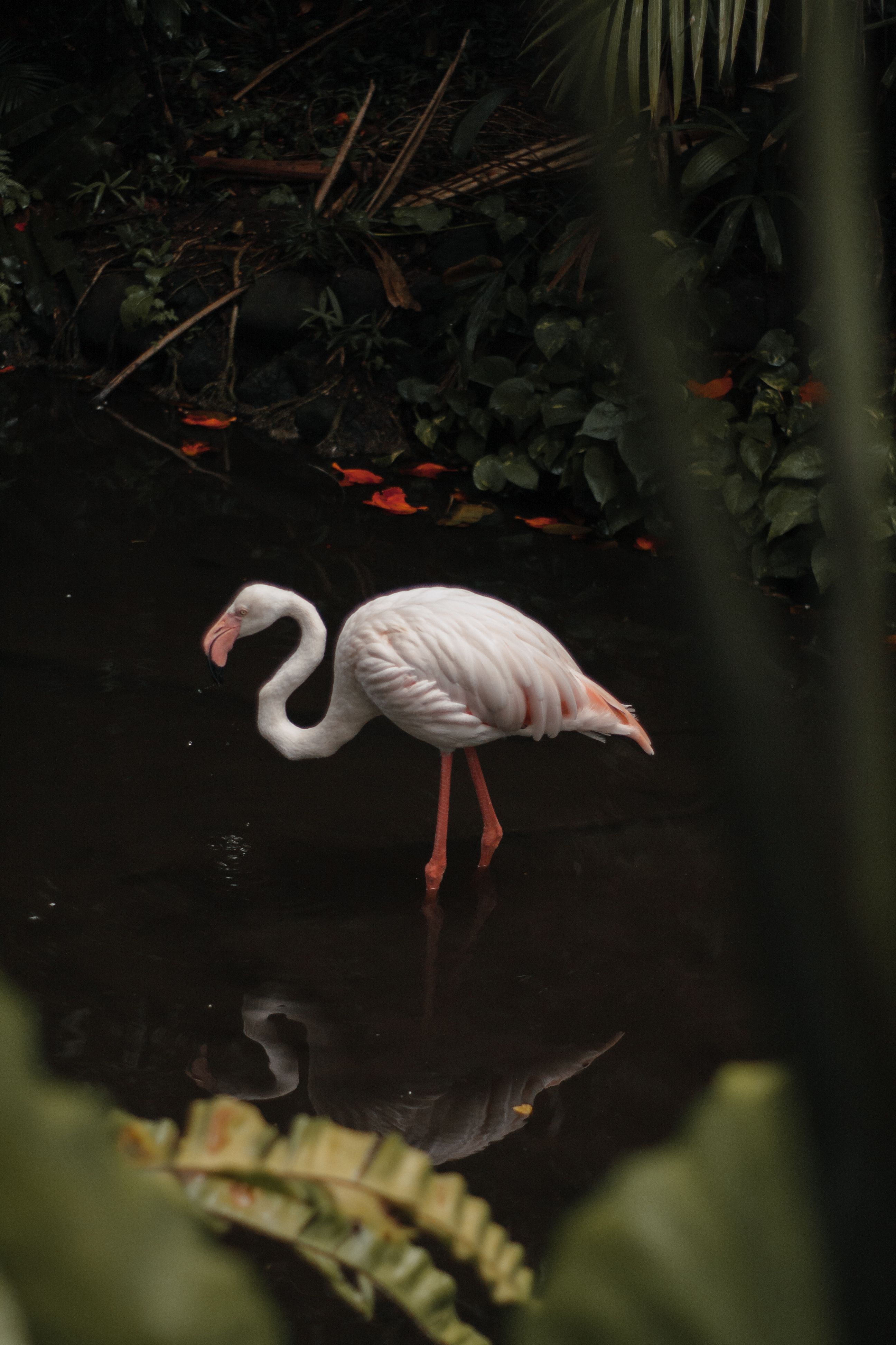 Flamingo Leg Photos, Download The BEST Free Flamingo Leg Stock Photos ...