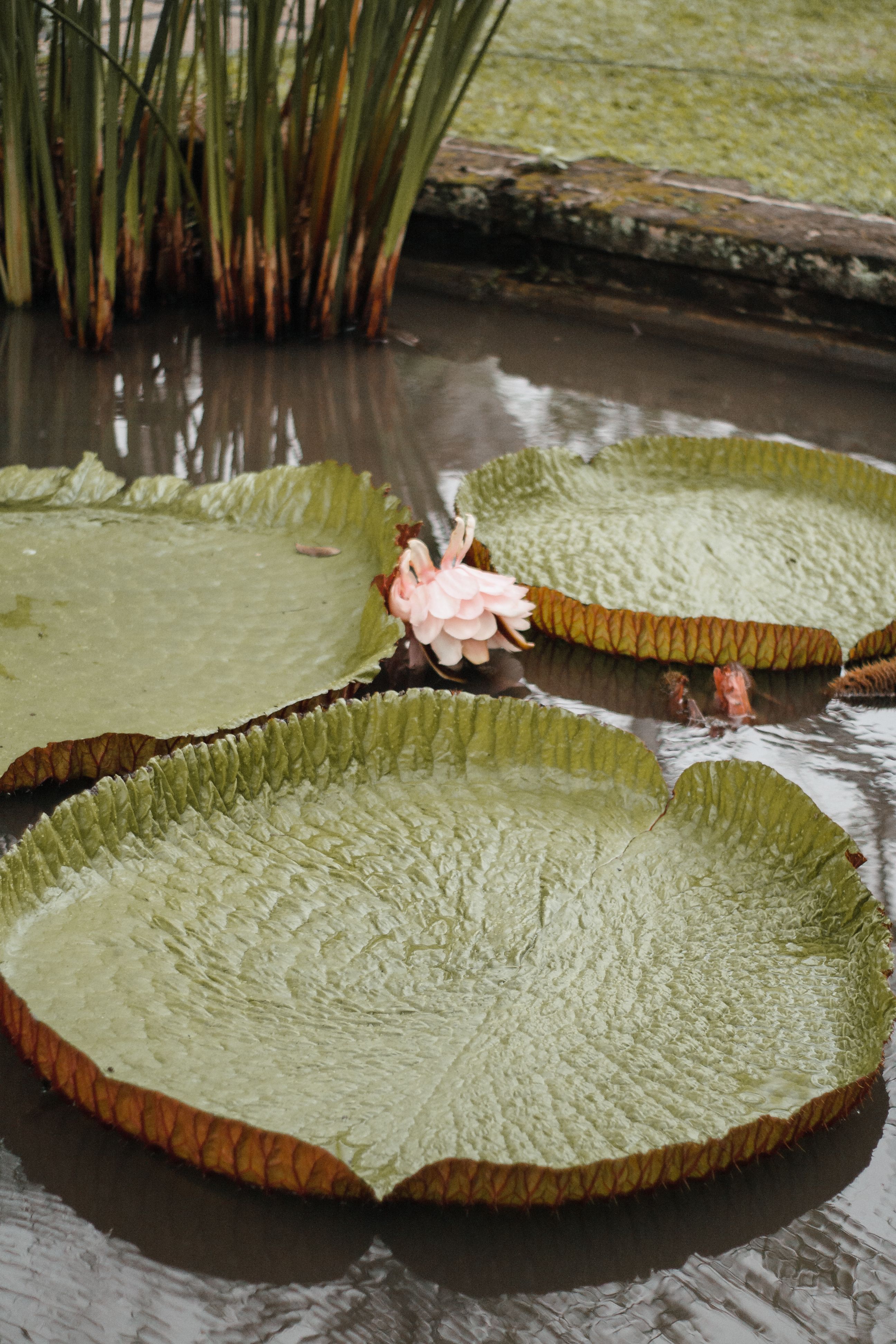 Victoria Amazonica on the Water Surface · Free Stock Photo