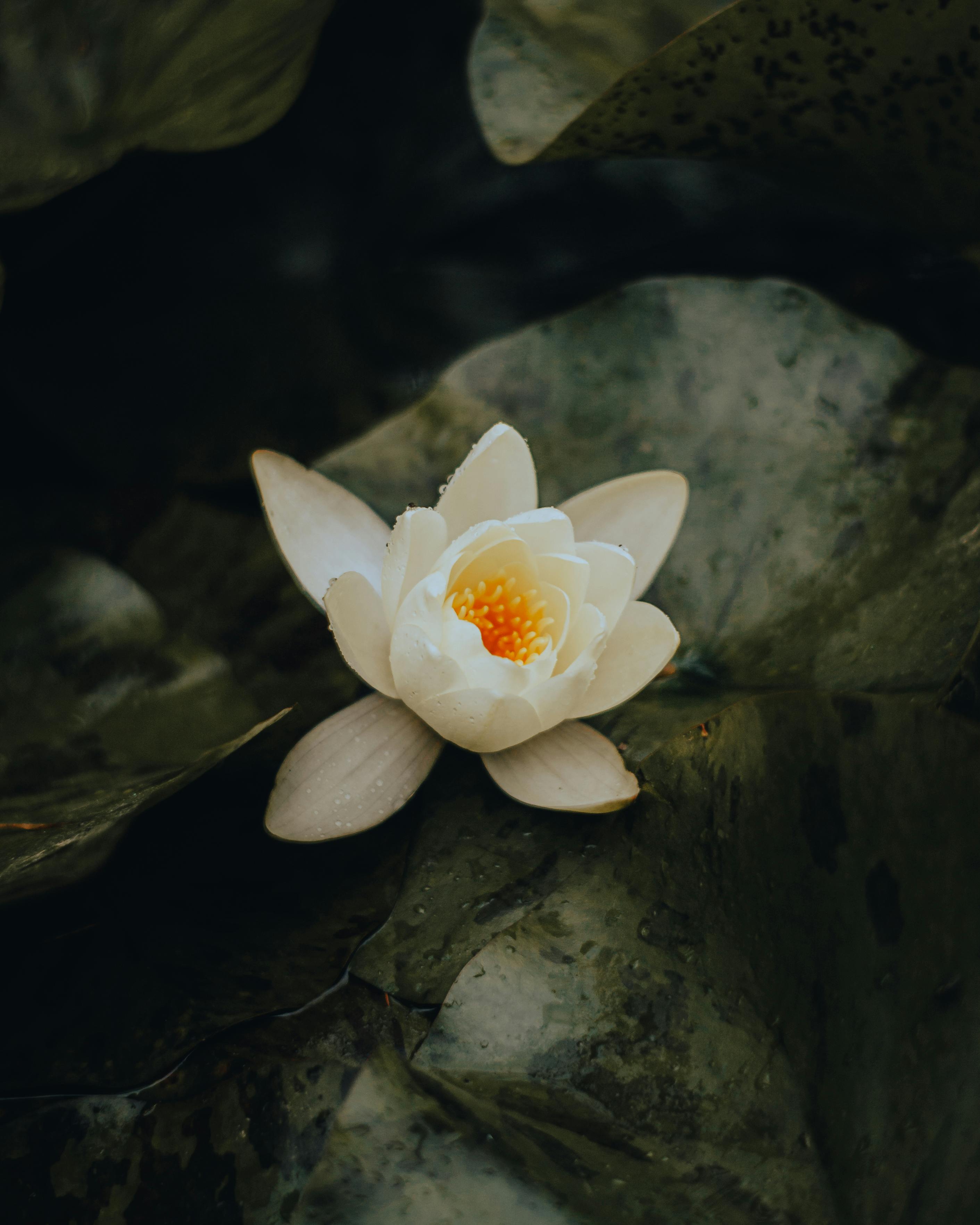2,000+ Best Lotus Photos · 100% Free Download · Pexels Stock Photos