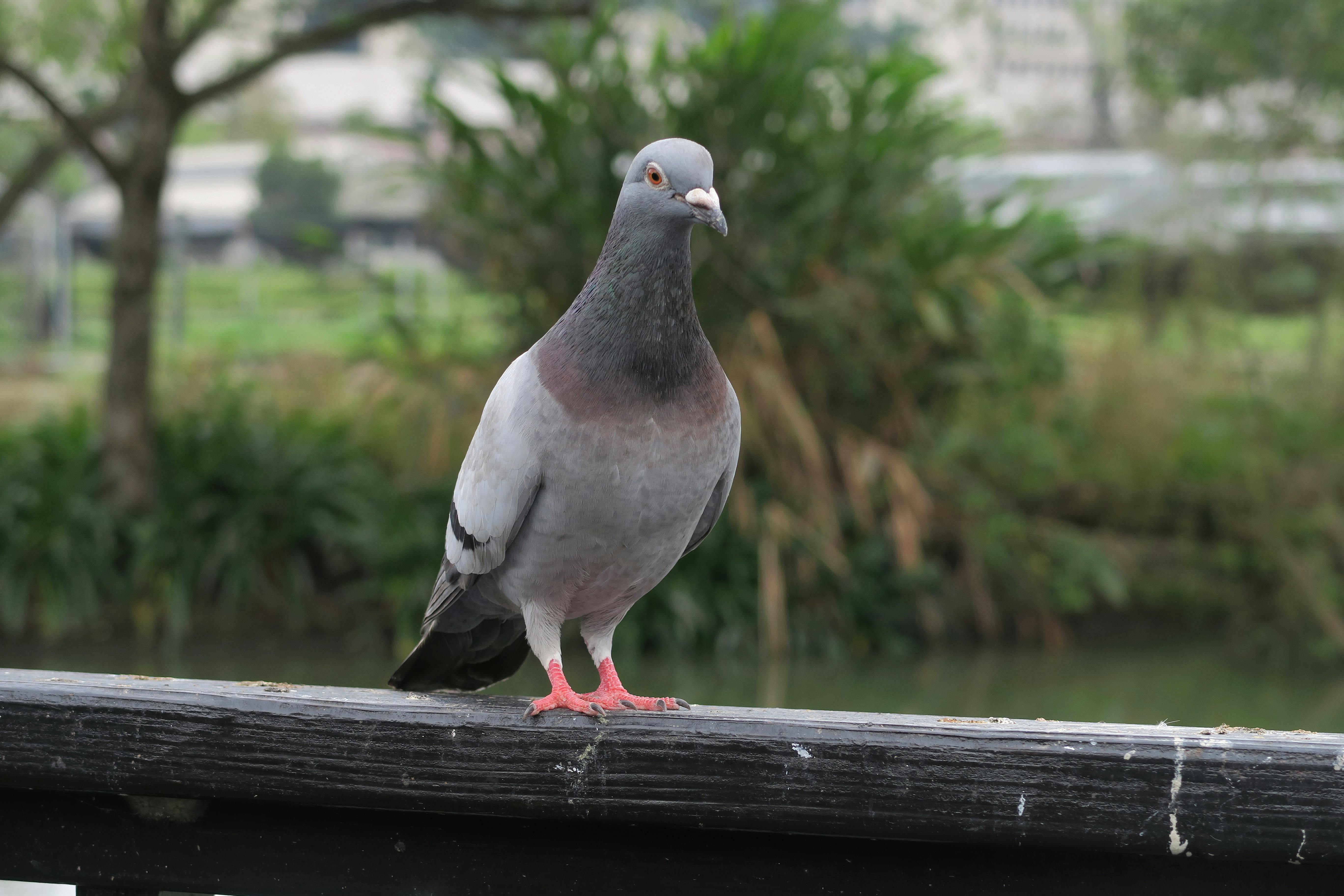 Free stock photo of pigeon