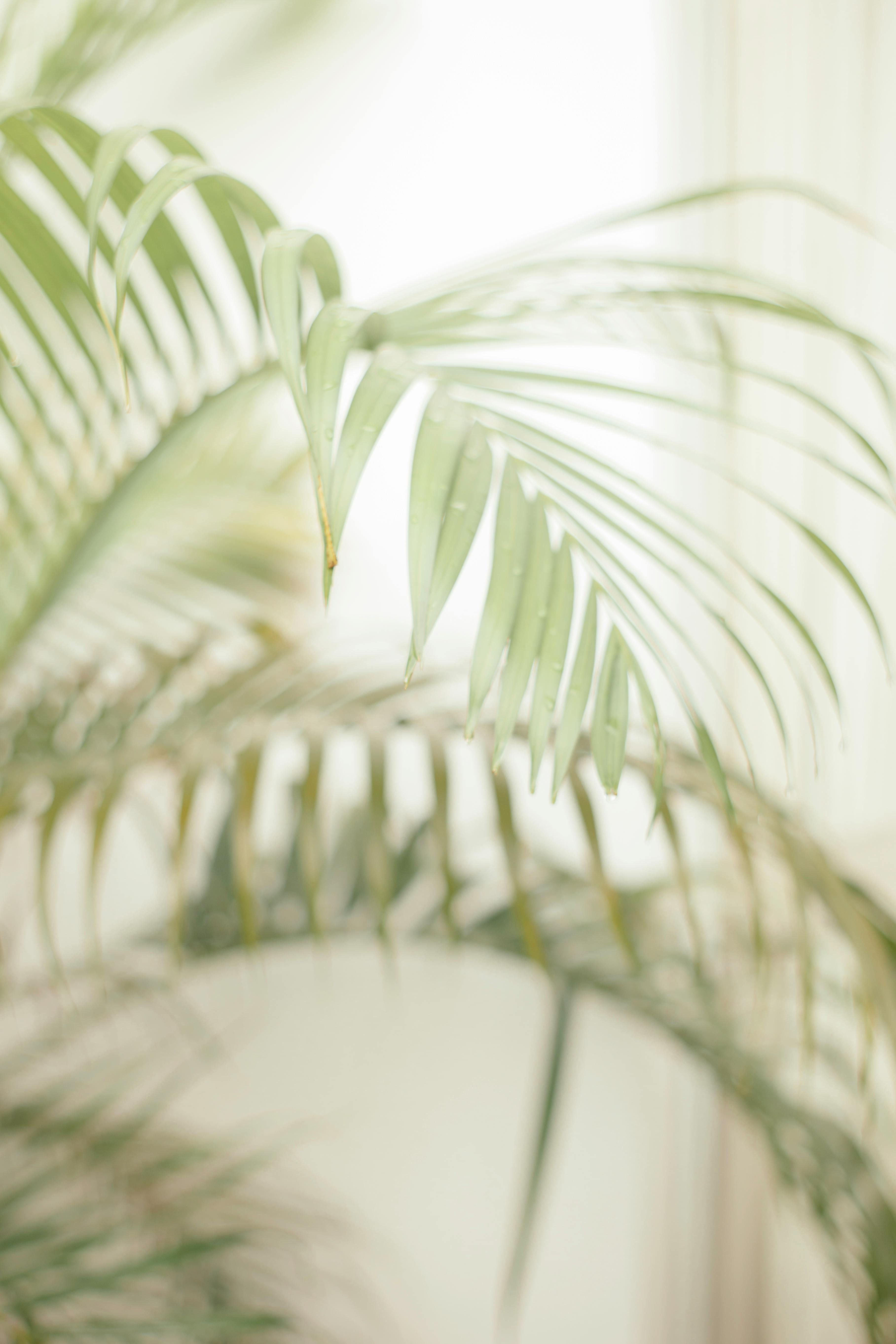 Palm Leaf Plant · Free Stock Photo