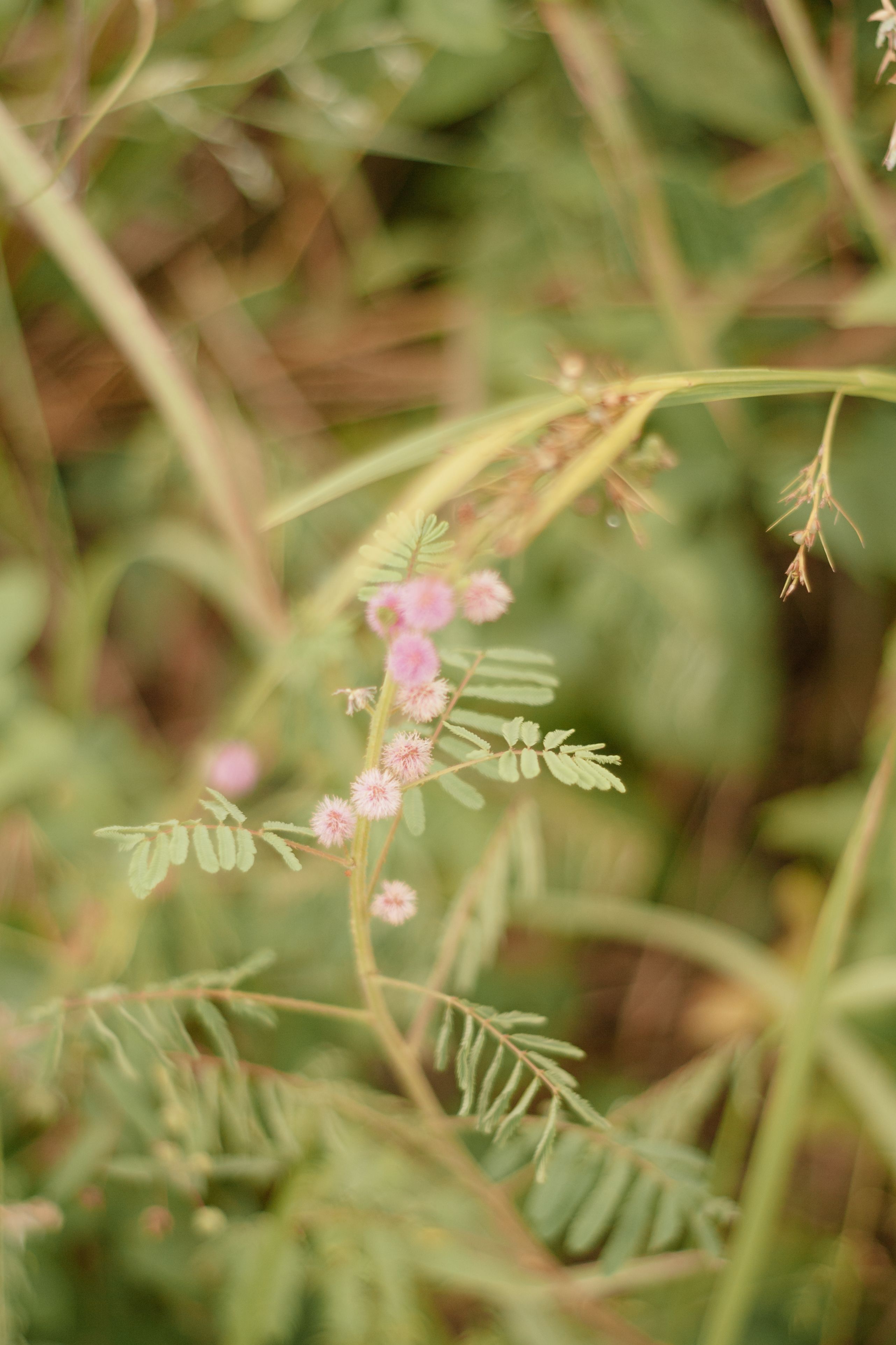 Pink Flowers of a Shameplant · Free Stock Photo