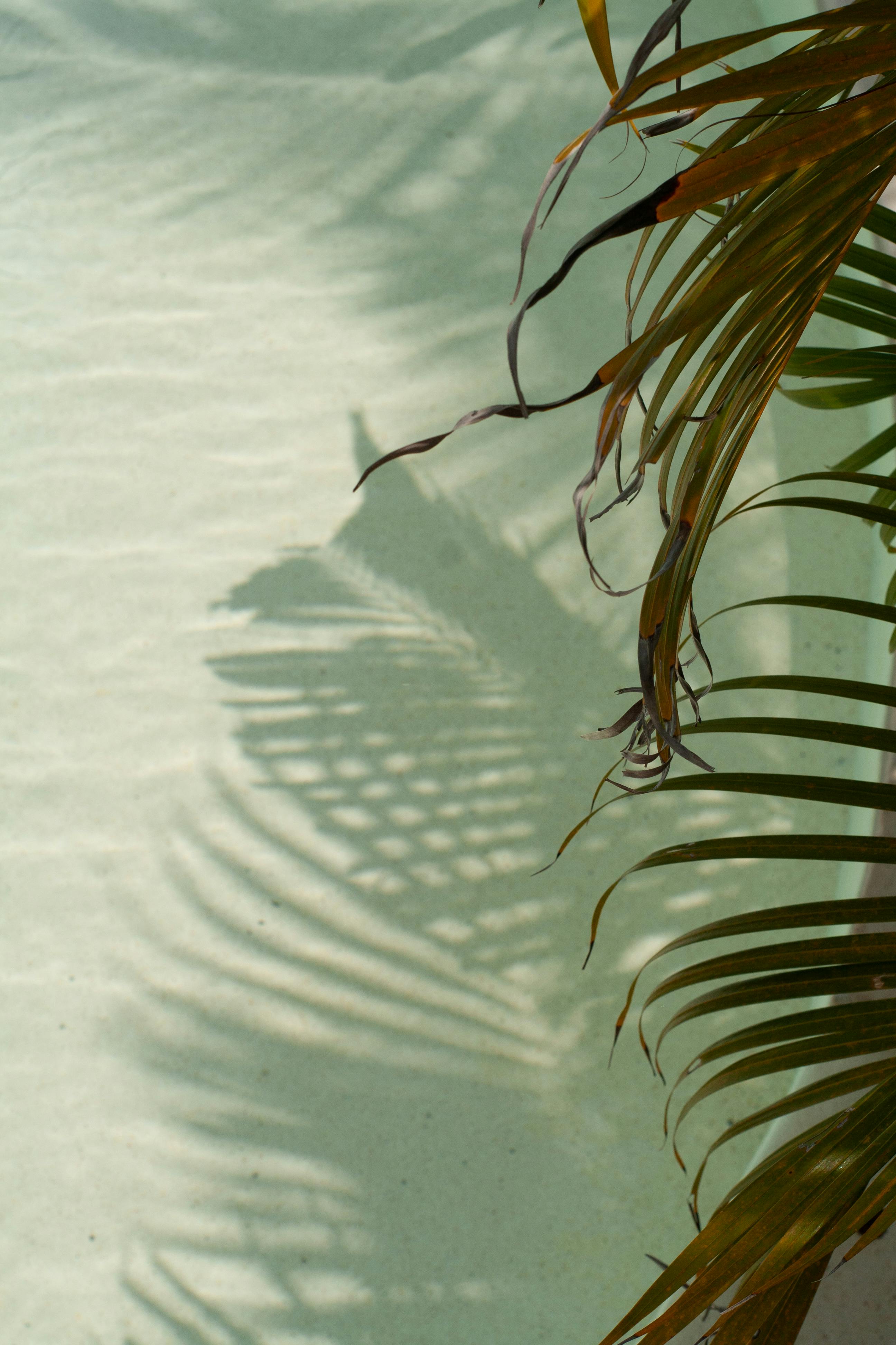 Leaves and Shadow on Wall · Free Stock Photo