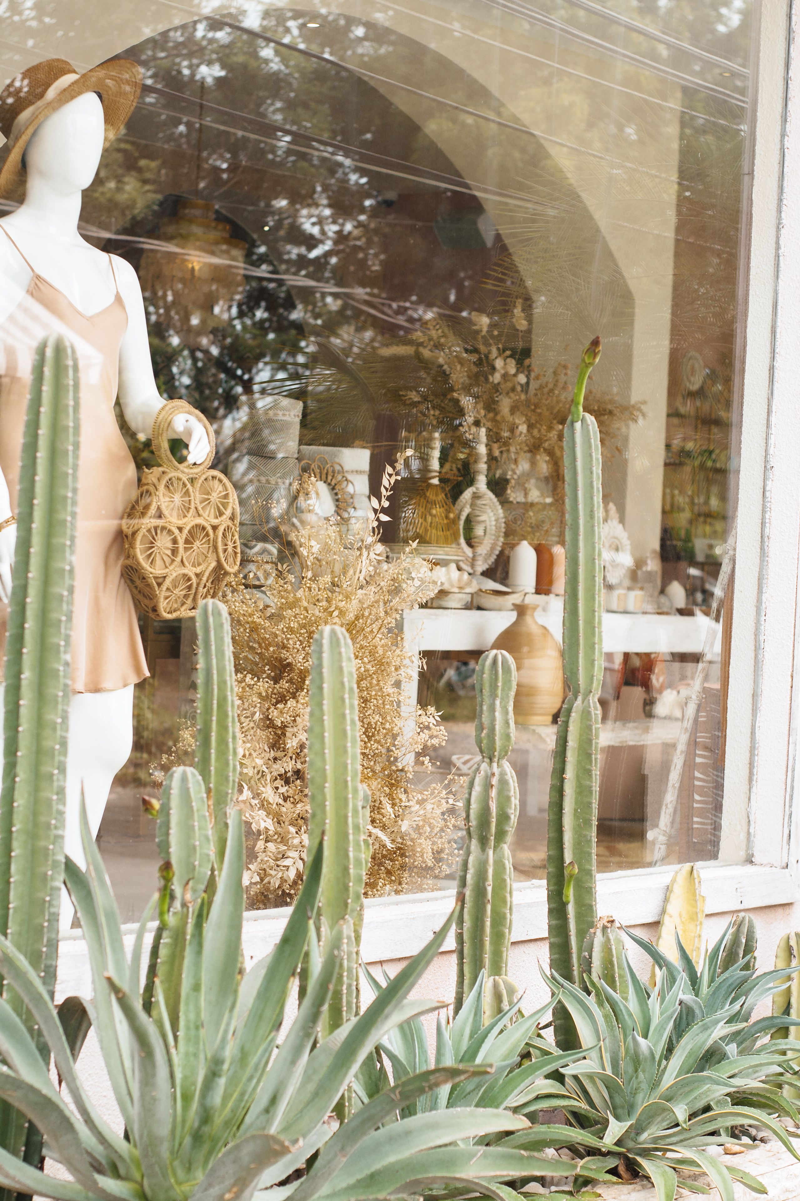 Cactus Plants Outside the Display Window · Free Stock Photo