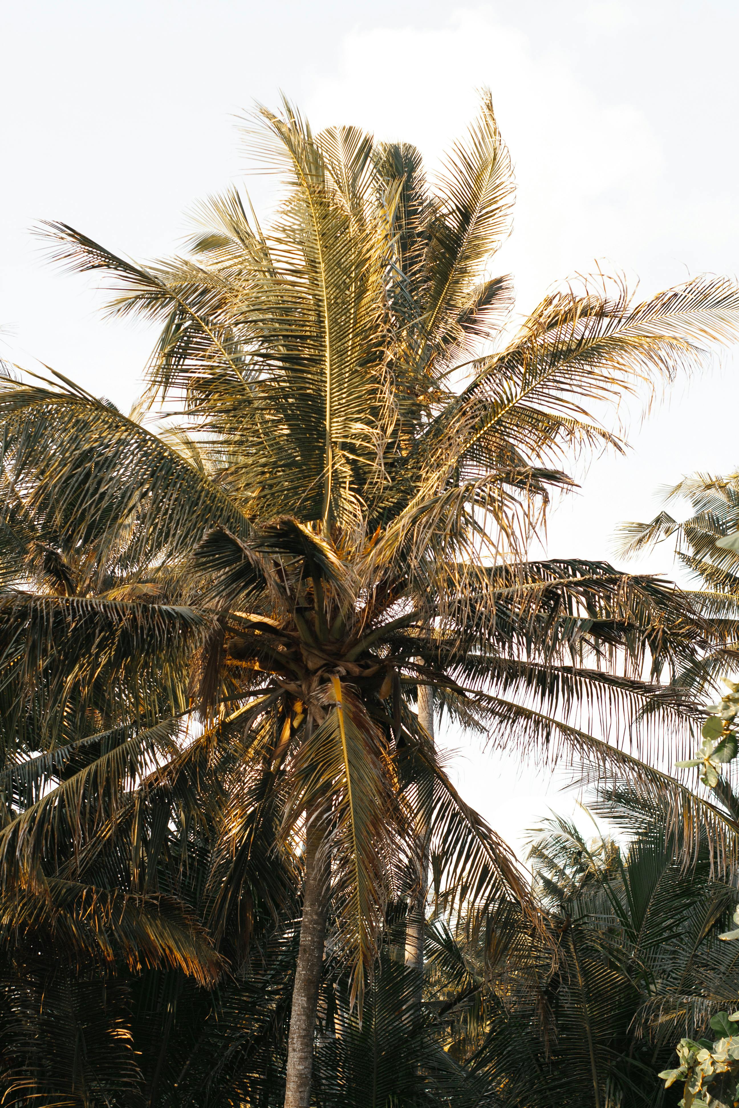 Photo of a Coconut Tree · Free Stock Photo