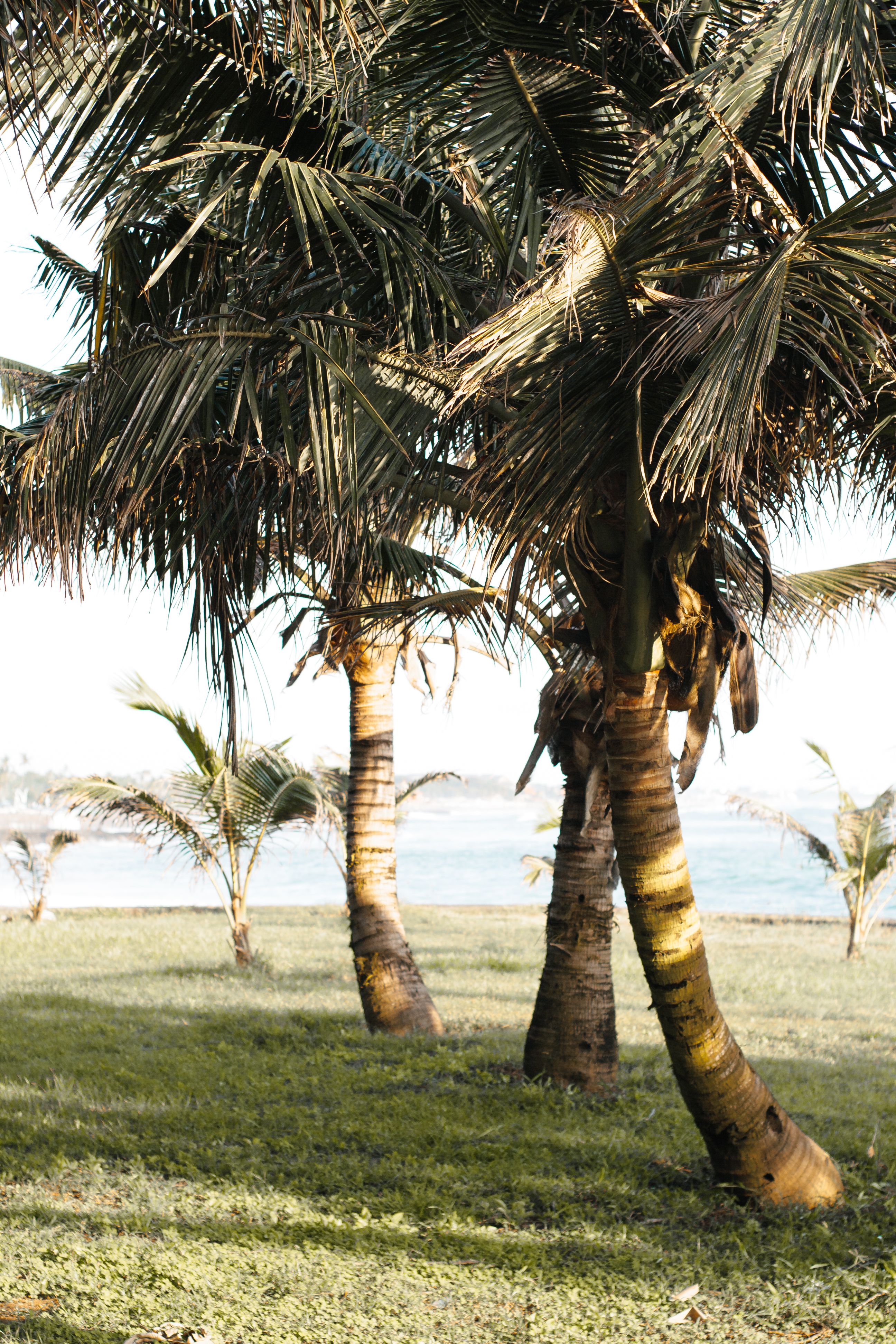 Palm Tree Leaves over Sea Shore · Free Stock Photo