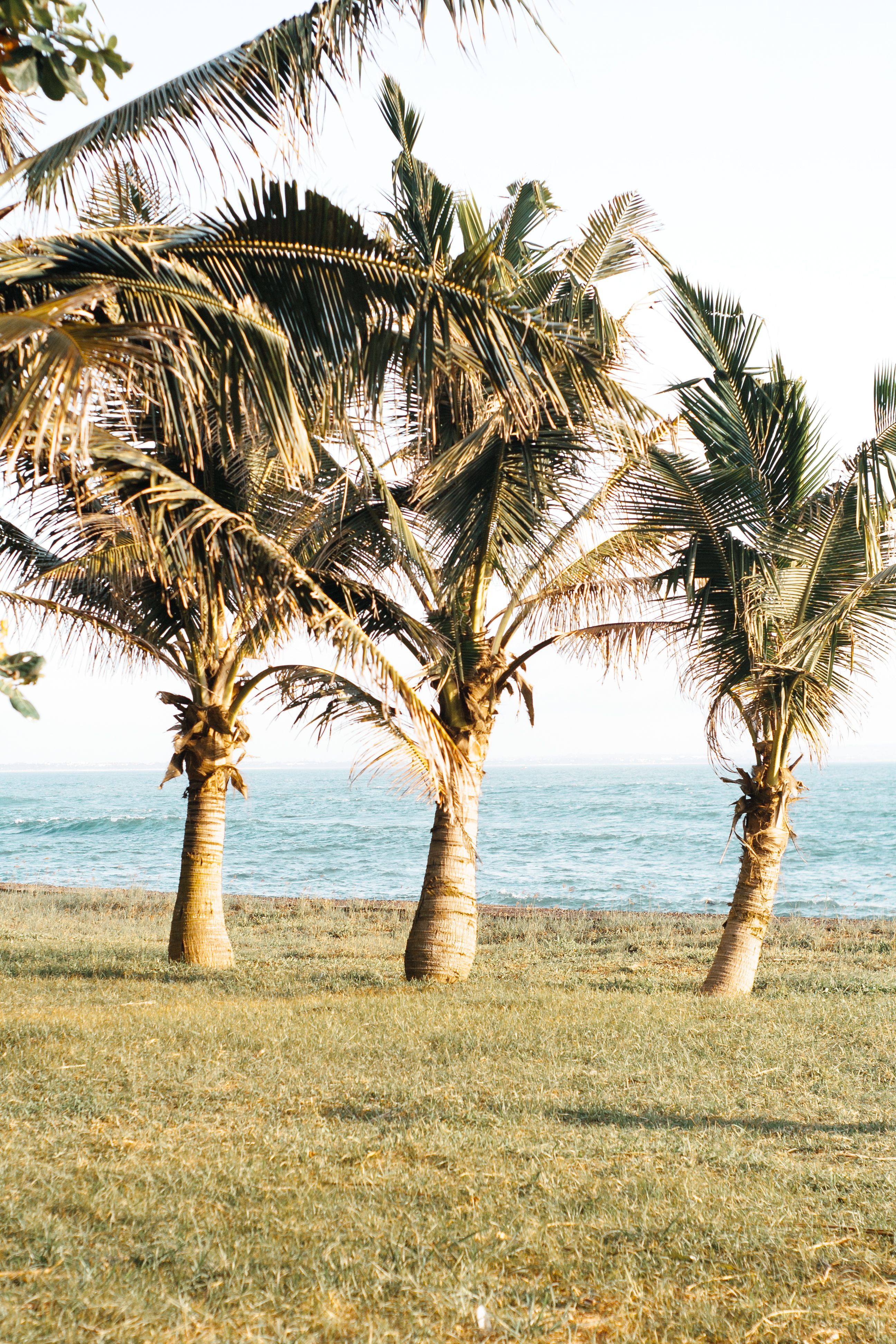 Photo of a Palm tree · Free Stock Photo