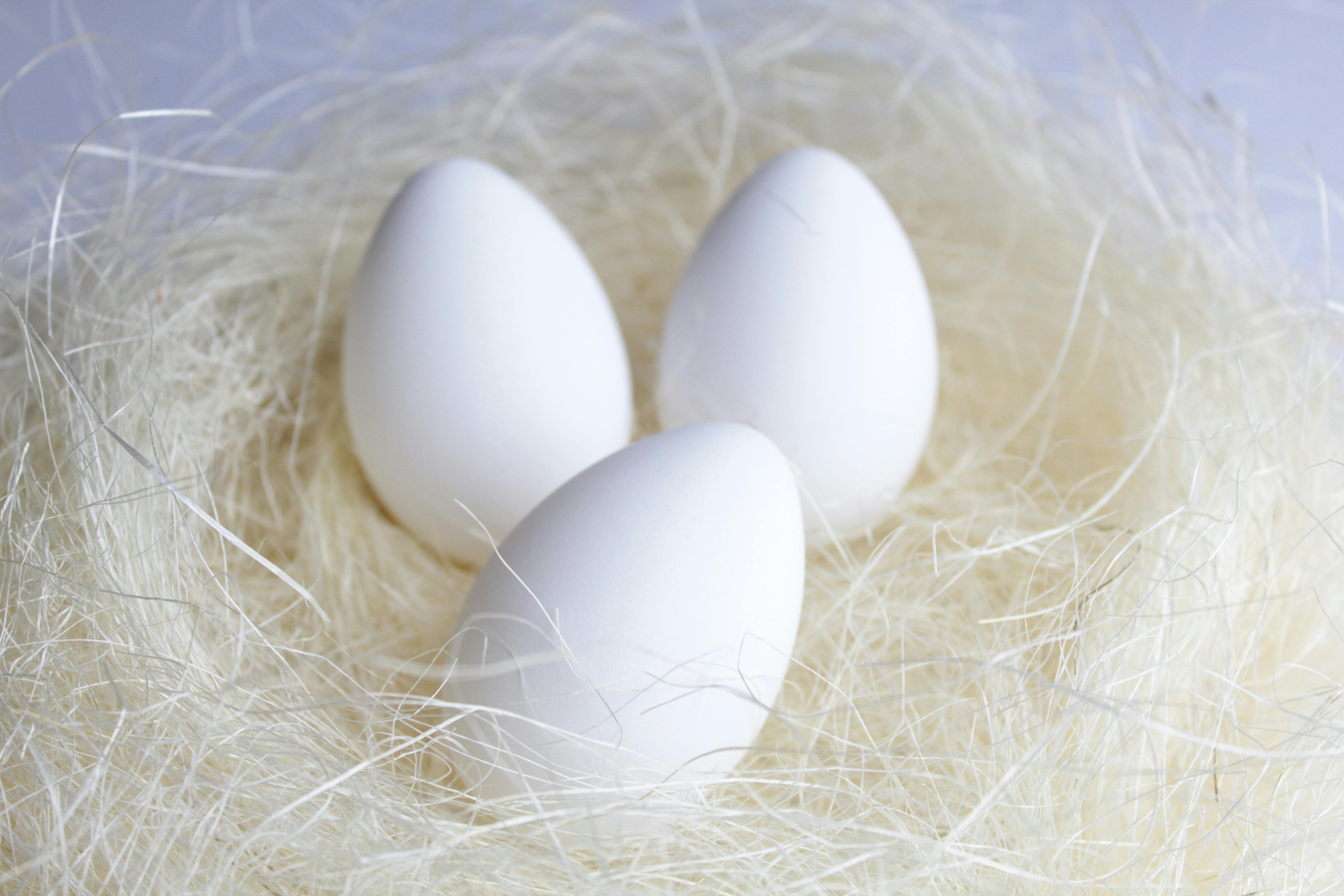 Tilt Shift Photo of Two White Bird Eggs on a Nest · Free Stock Photo