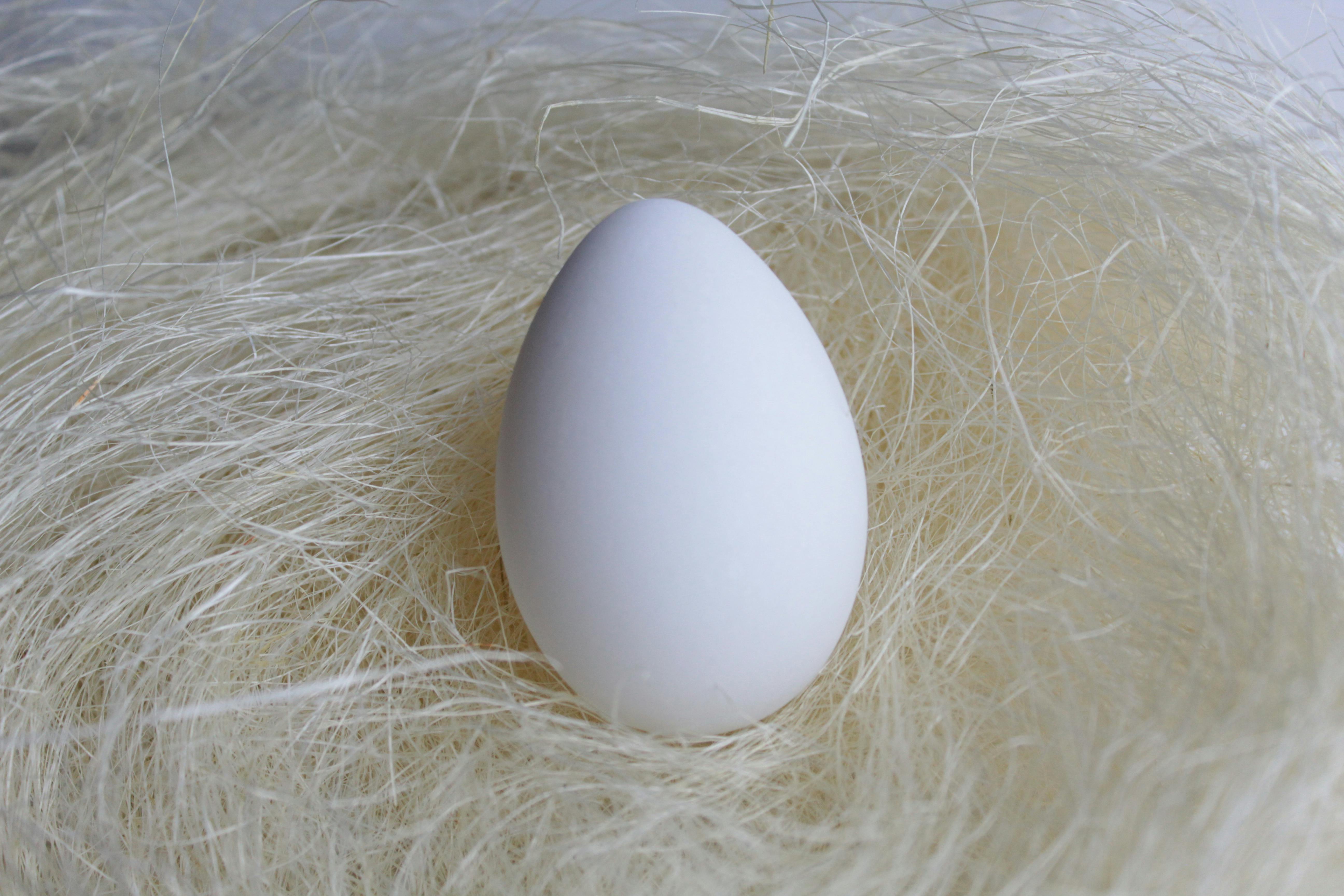 Tilt Shift Photo of Two White Bird Eggs on a Nest · Free Stock Photo