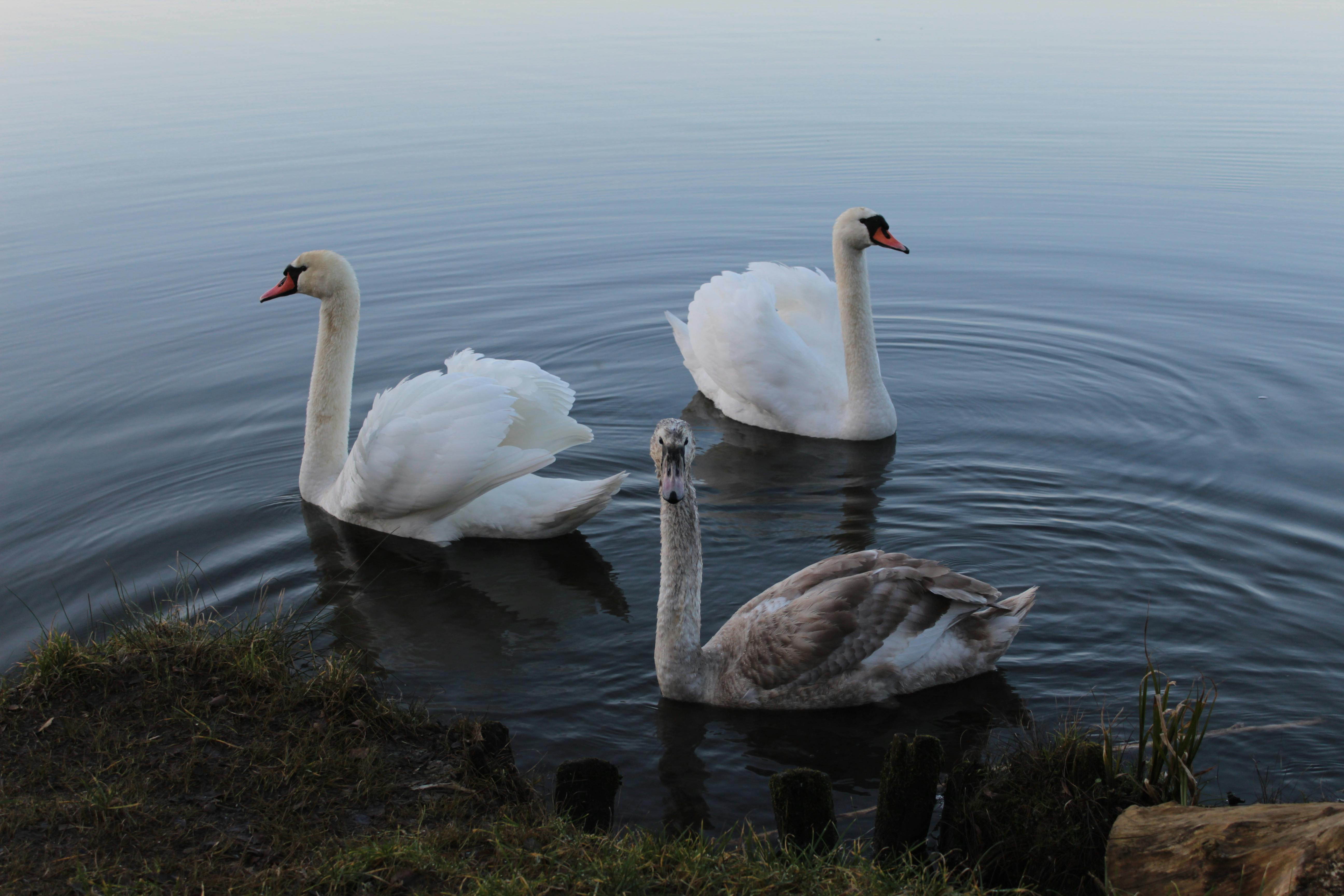 Photo of Swan on Body of Water · Free Stock Photo