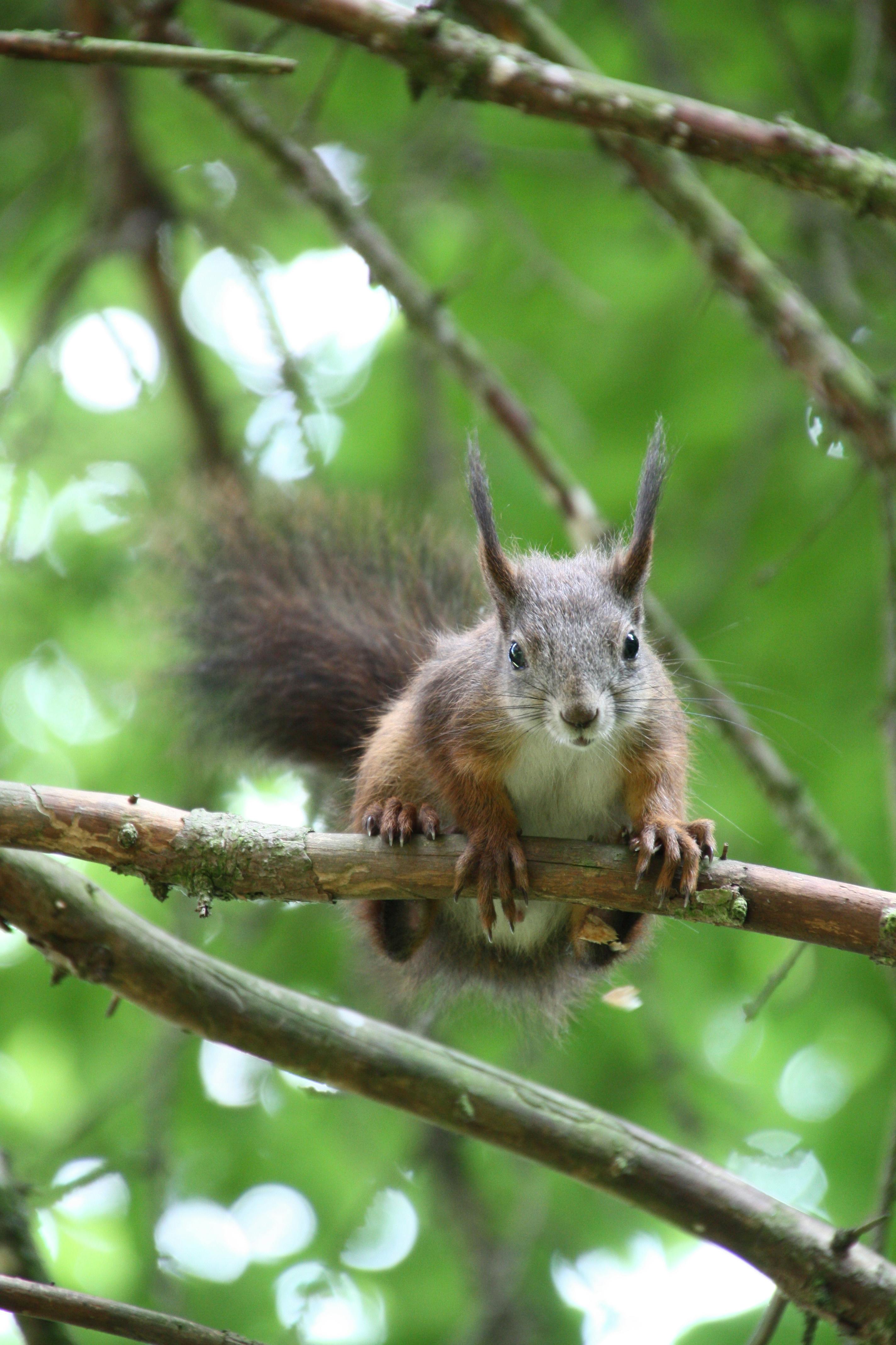 A Squirrel on a Tree Branch · Free Stock Photo