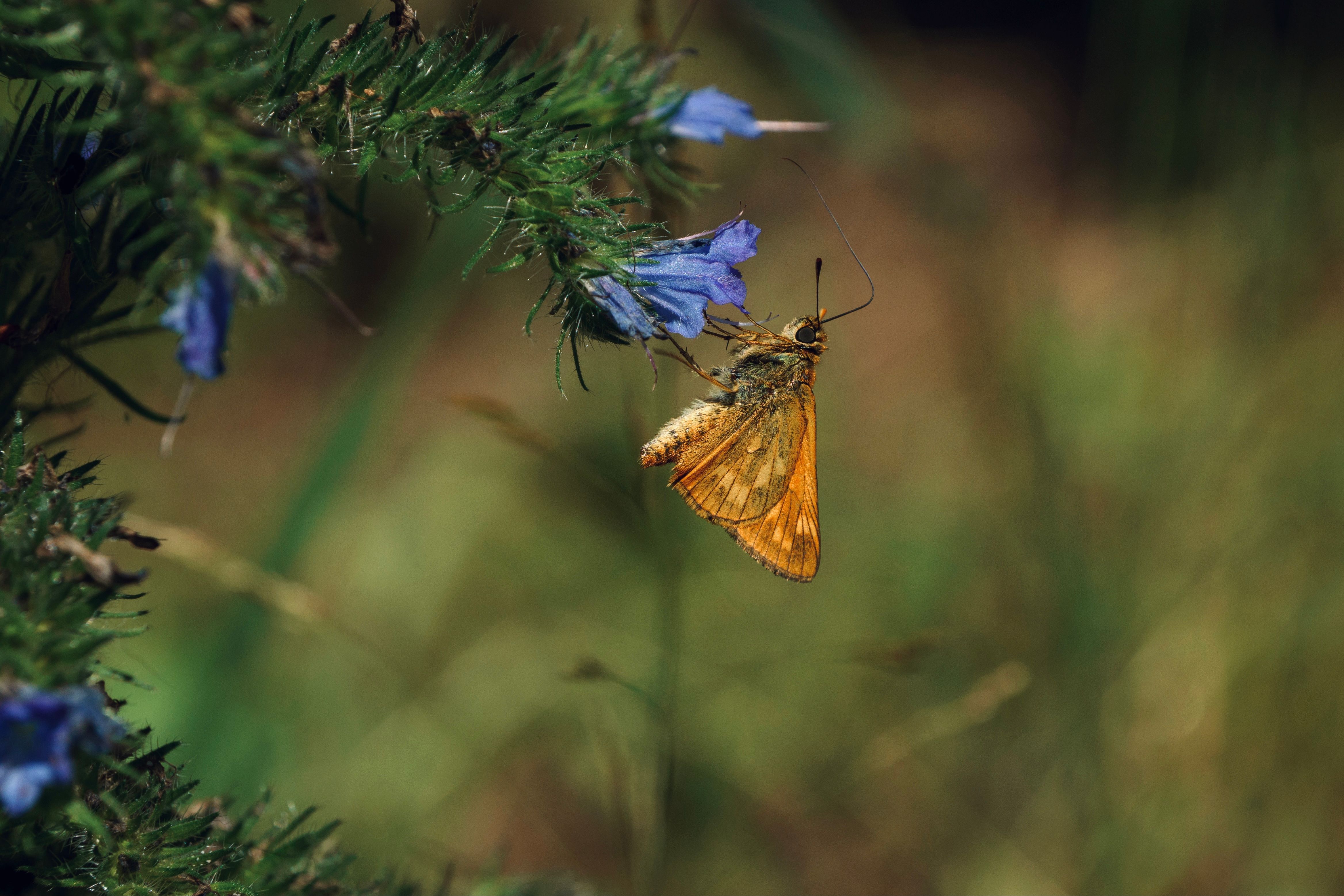Close-up Photography of a Butterfly · Free Stock Photo
