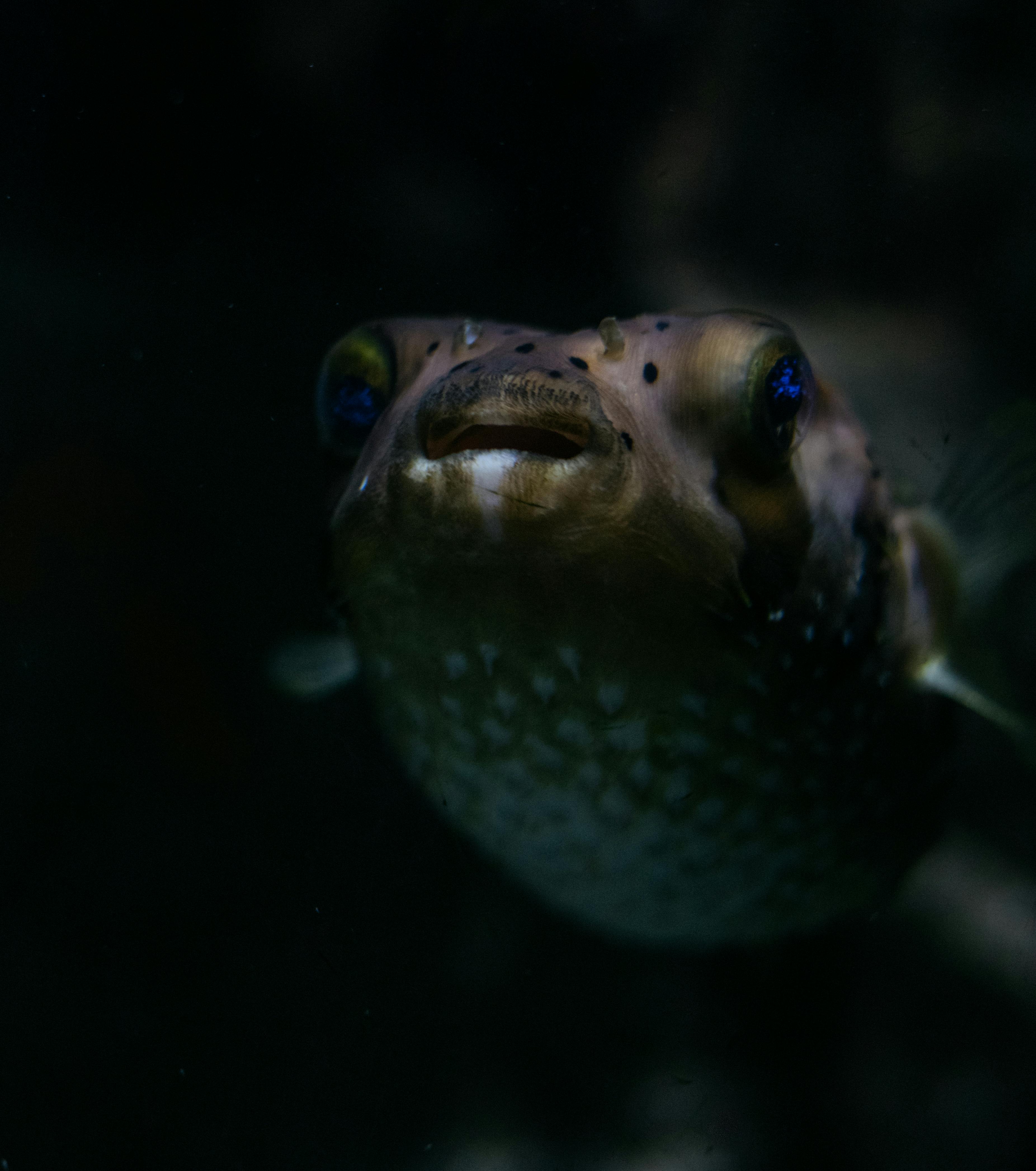 Scared Fish Photos, Download Free Scared Fish Stock Photos & HD Images