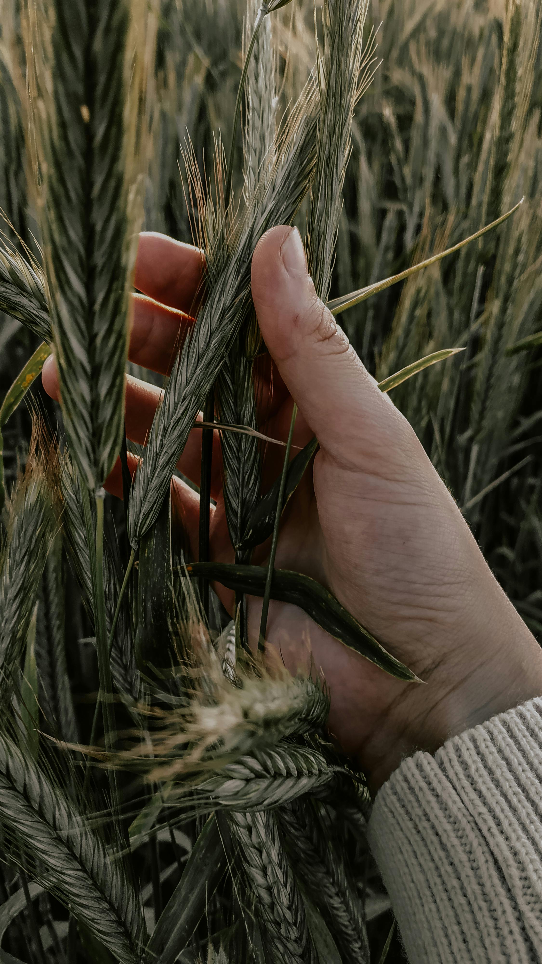 Planting Wheat By Hand Photos, Download The BEST Free Planting Wheat By ...