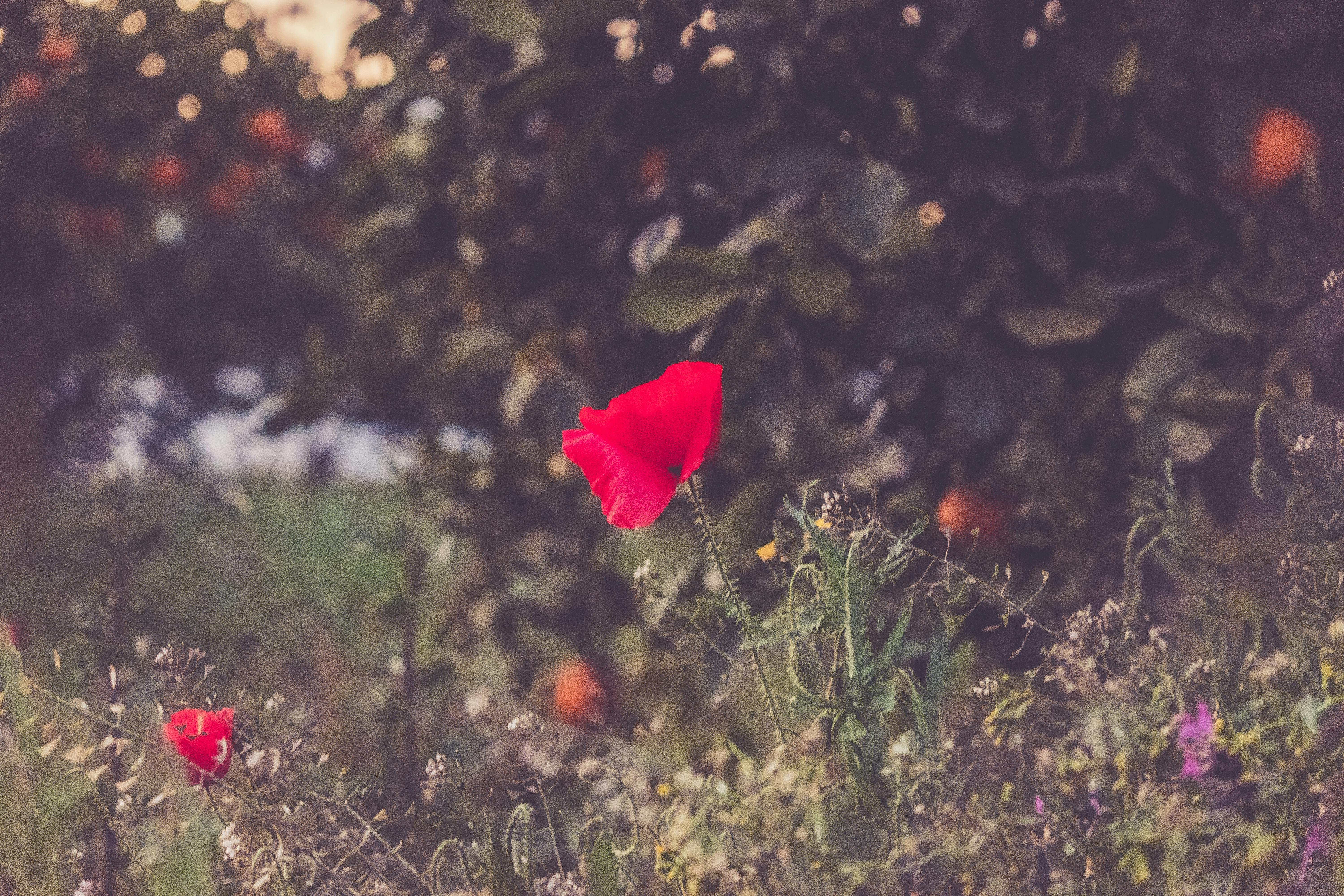 Selective Focus Photography of Red Petaled Flower · Free Stock Photo