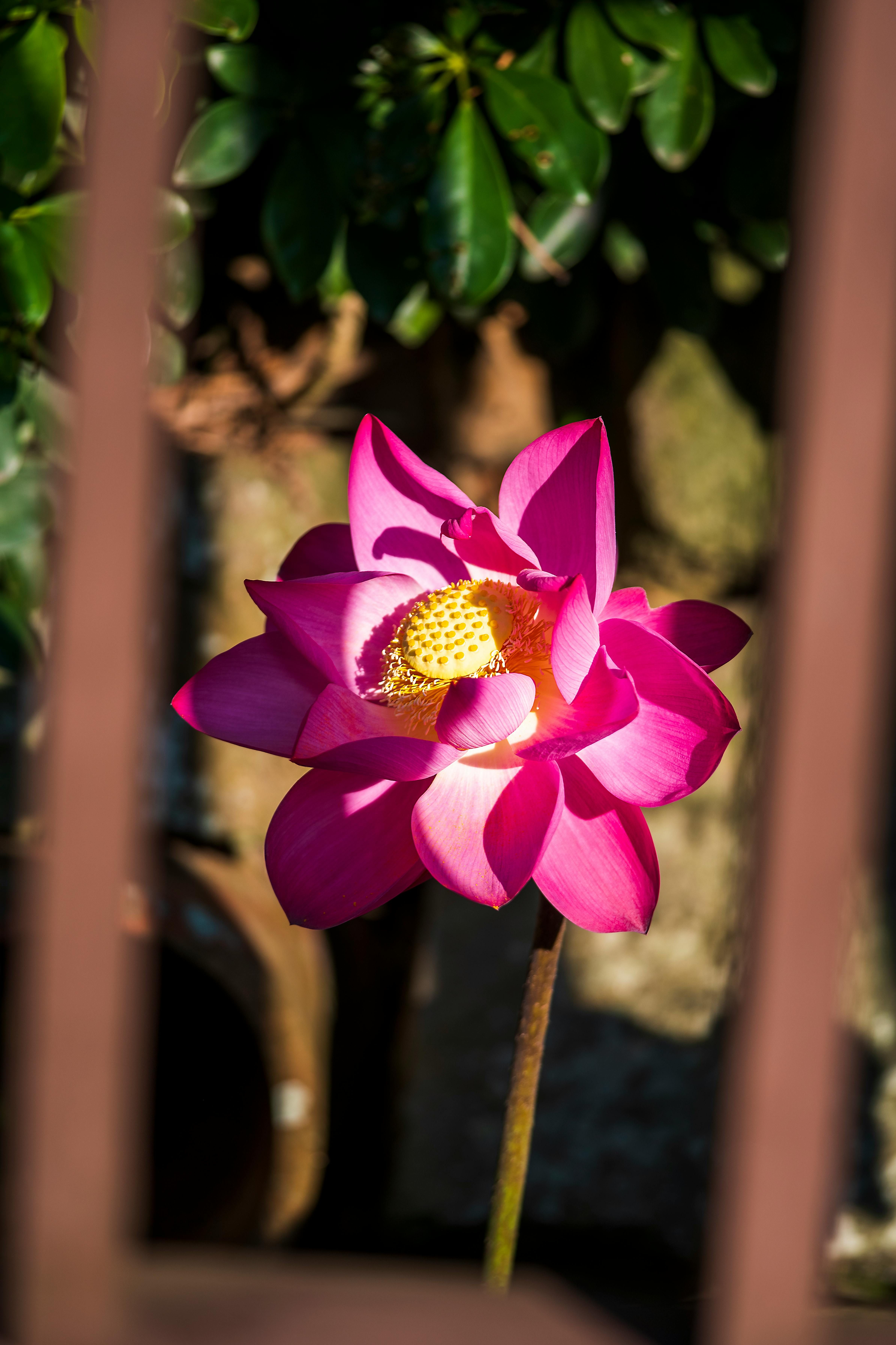 A Lotus Flower in Bloom · Free Stock Photo