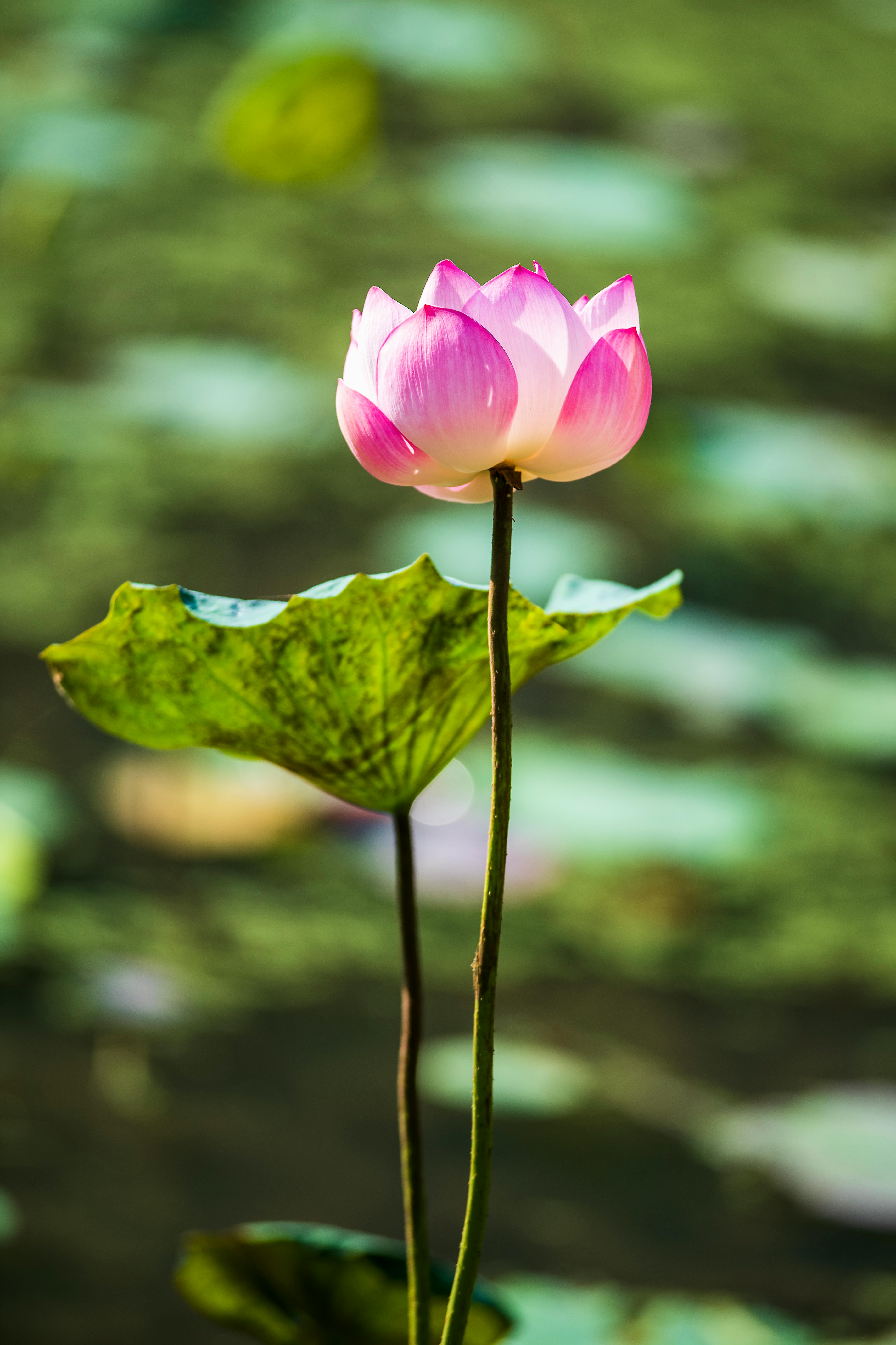 Lotus Art Photos, Download The BEST Free Lotus Art Stock Photos & HD Images