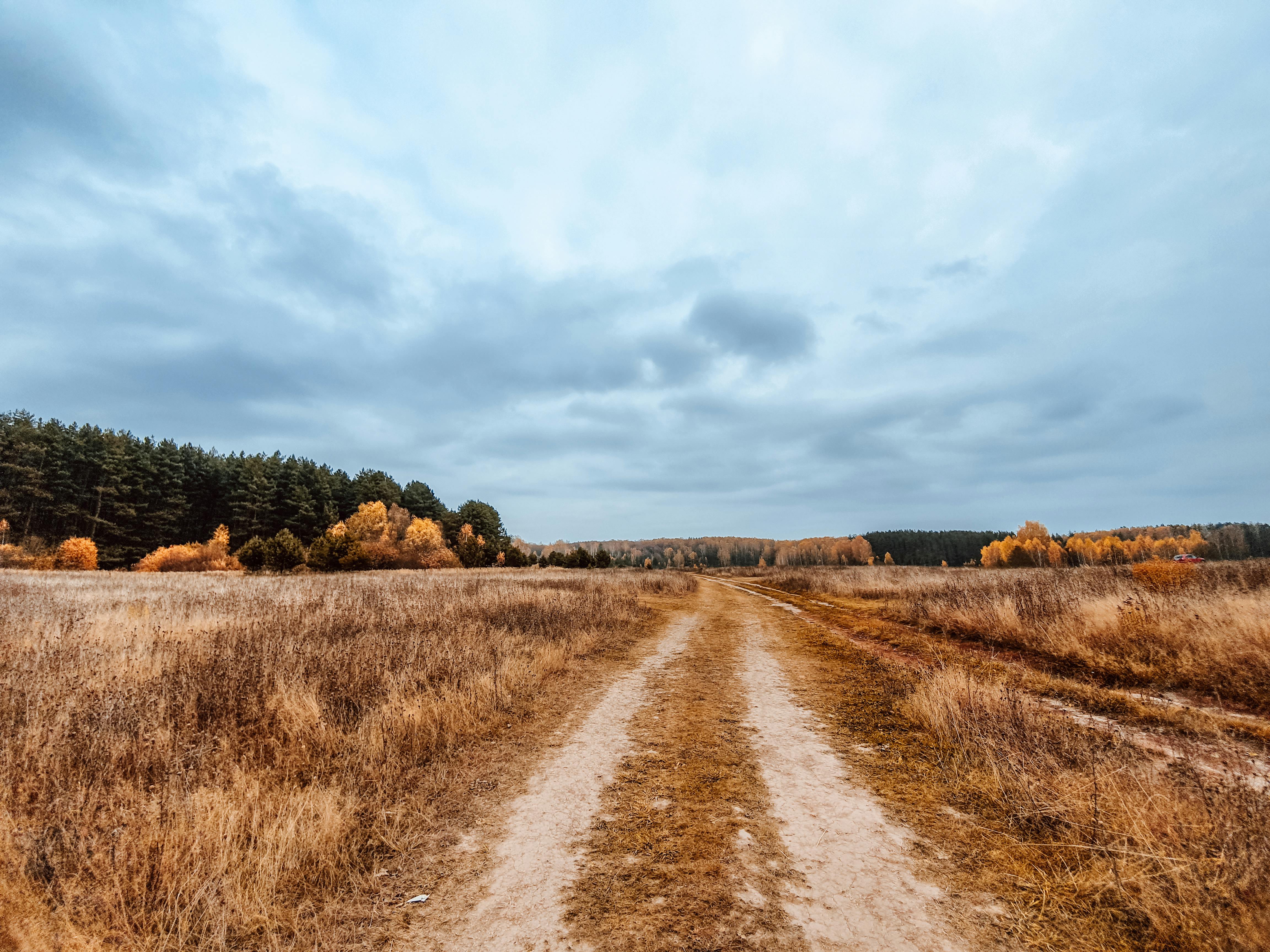 Autumnal Landscape of a Field and Forest · Free Stock Photo
