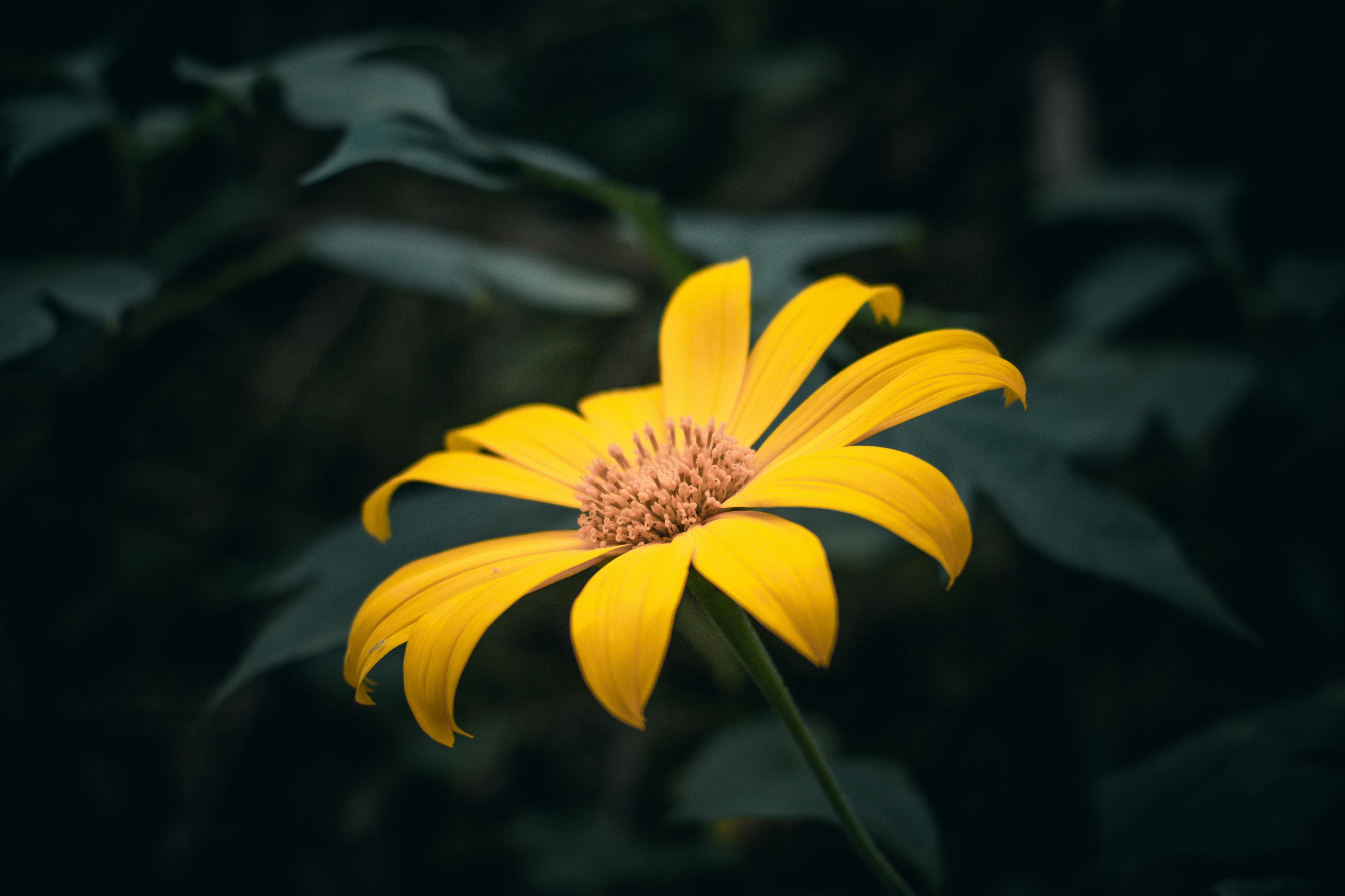 Yellow Flowers · Free Stock Photo