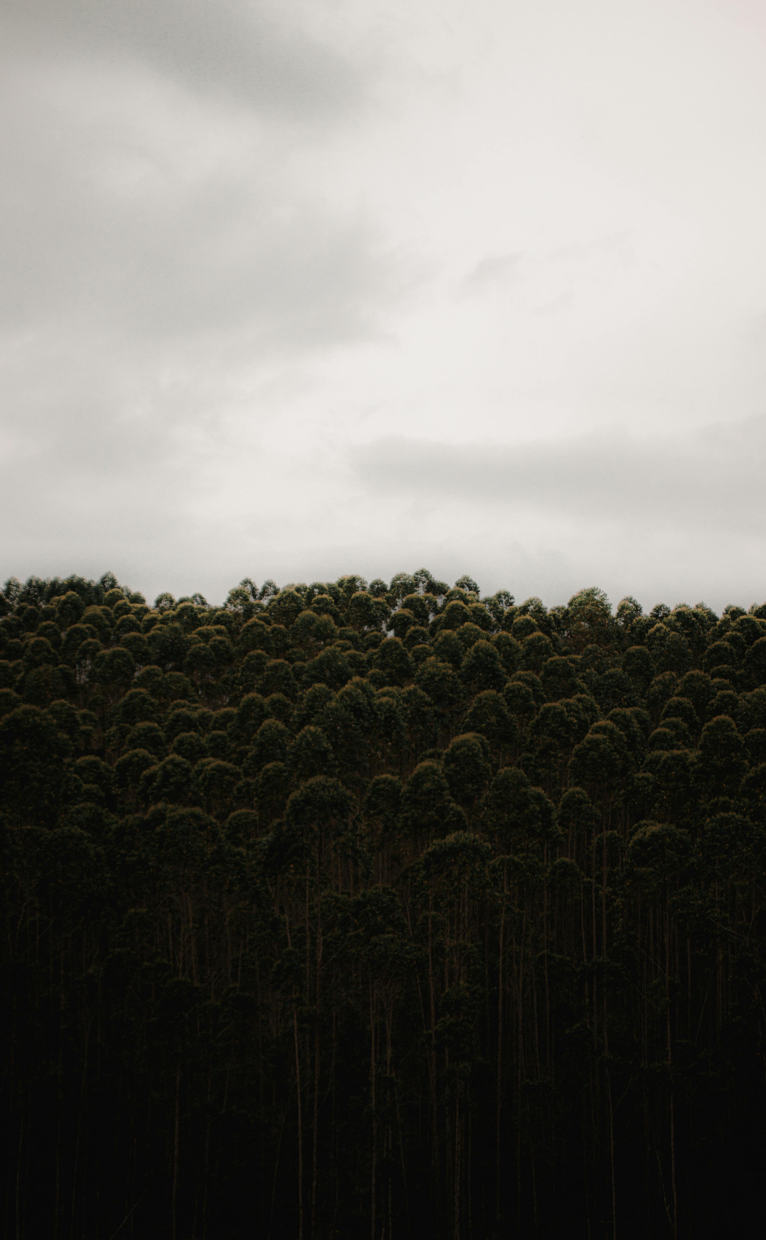 Scenic View of the Trees · Free Stock Photo