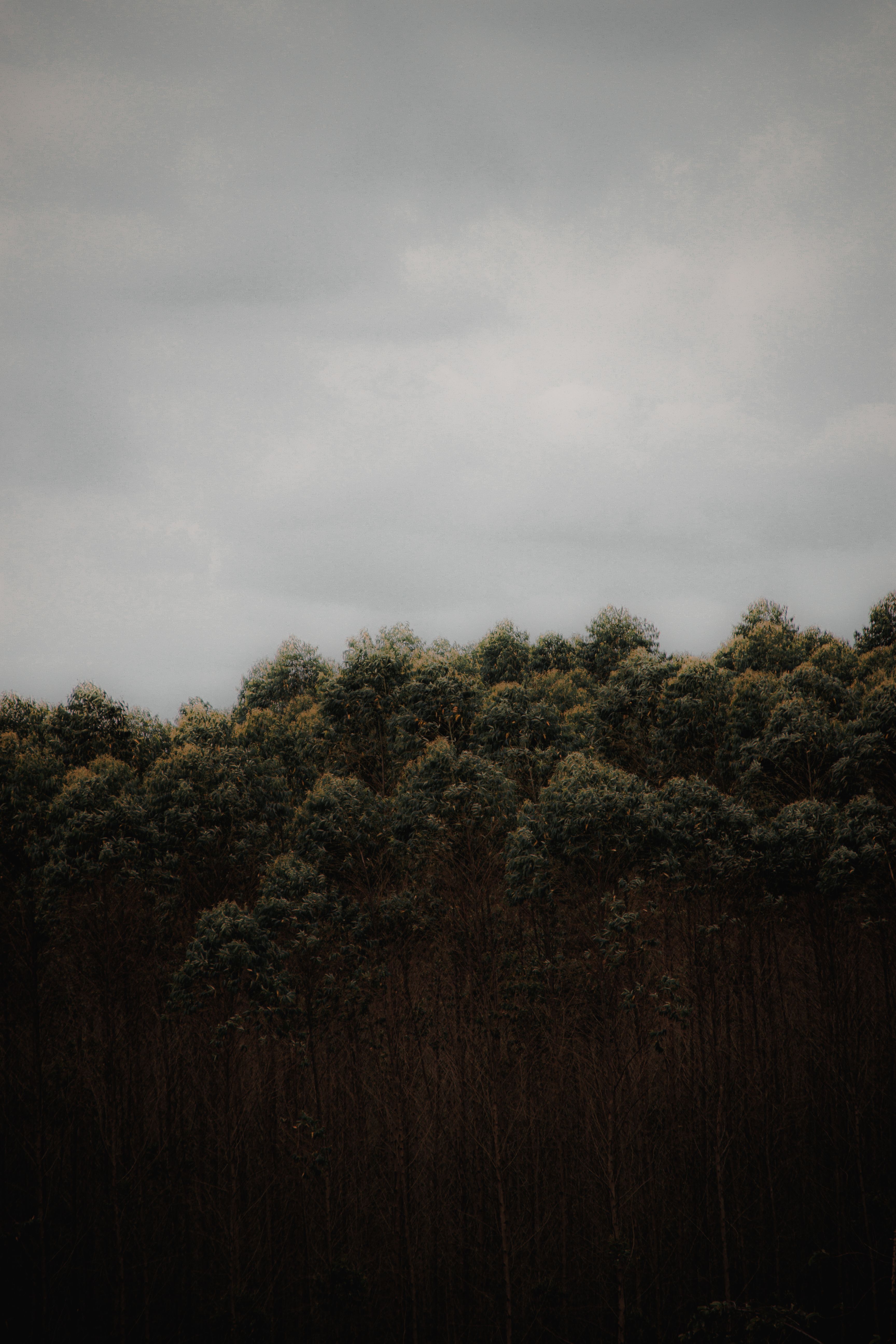 Trees in Forest under Overcast Sky · Free Stock Photo