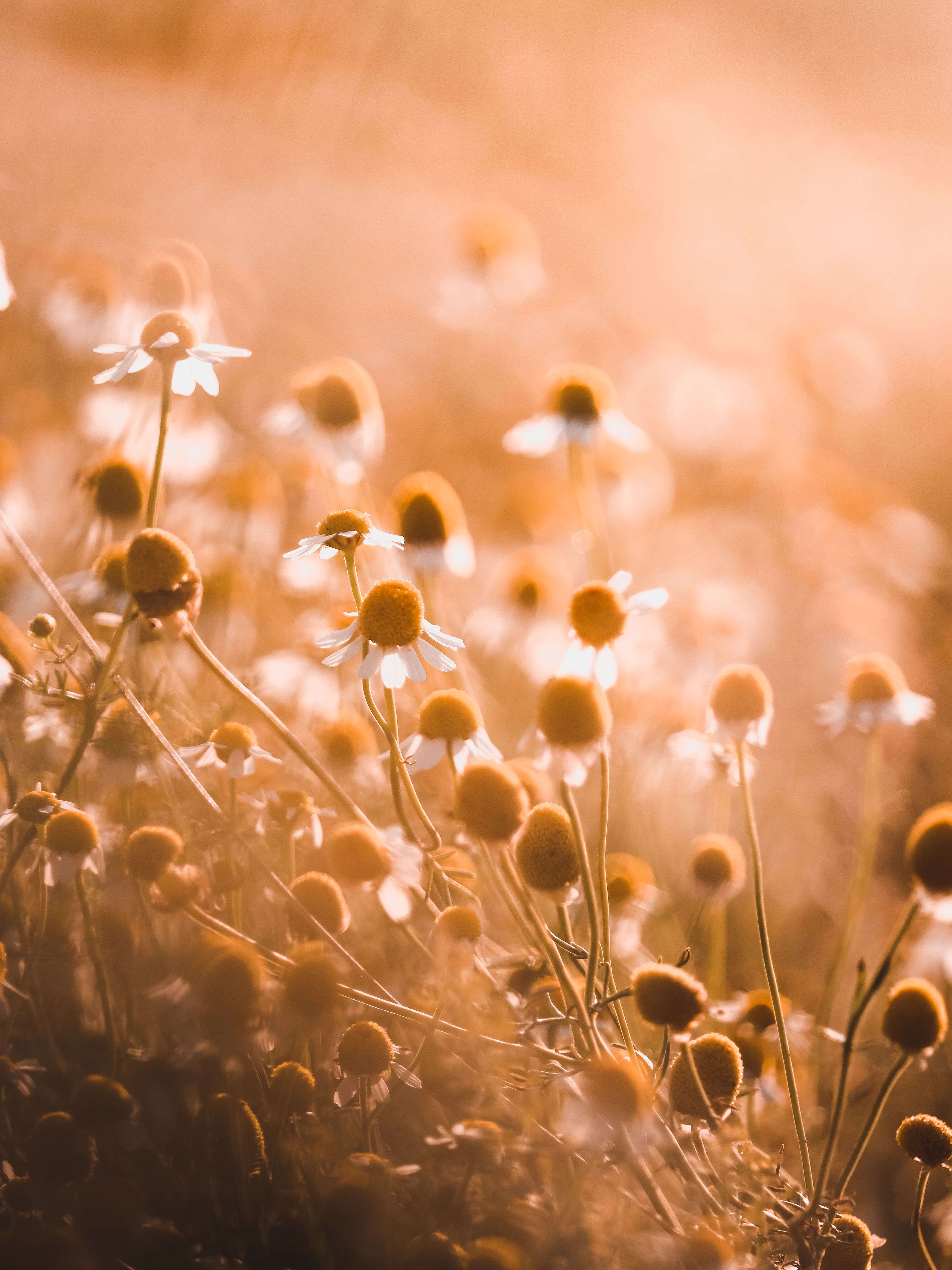 Close-Up Shot of Chamomiles in Bloom · Free Stock Photo