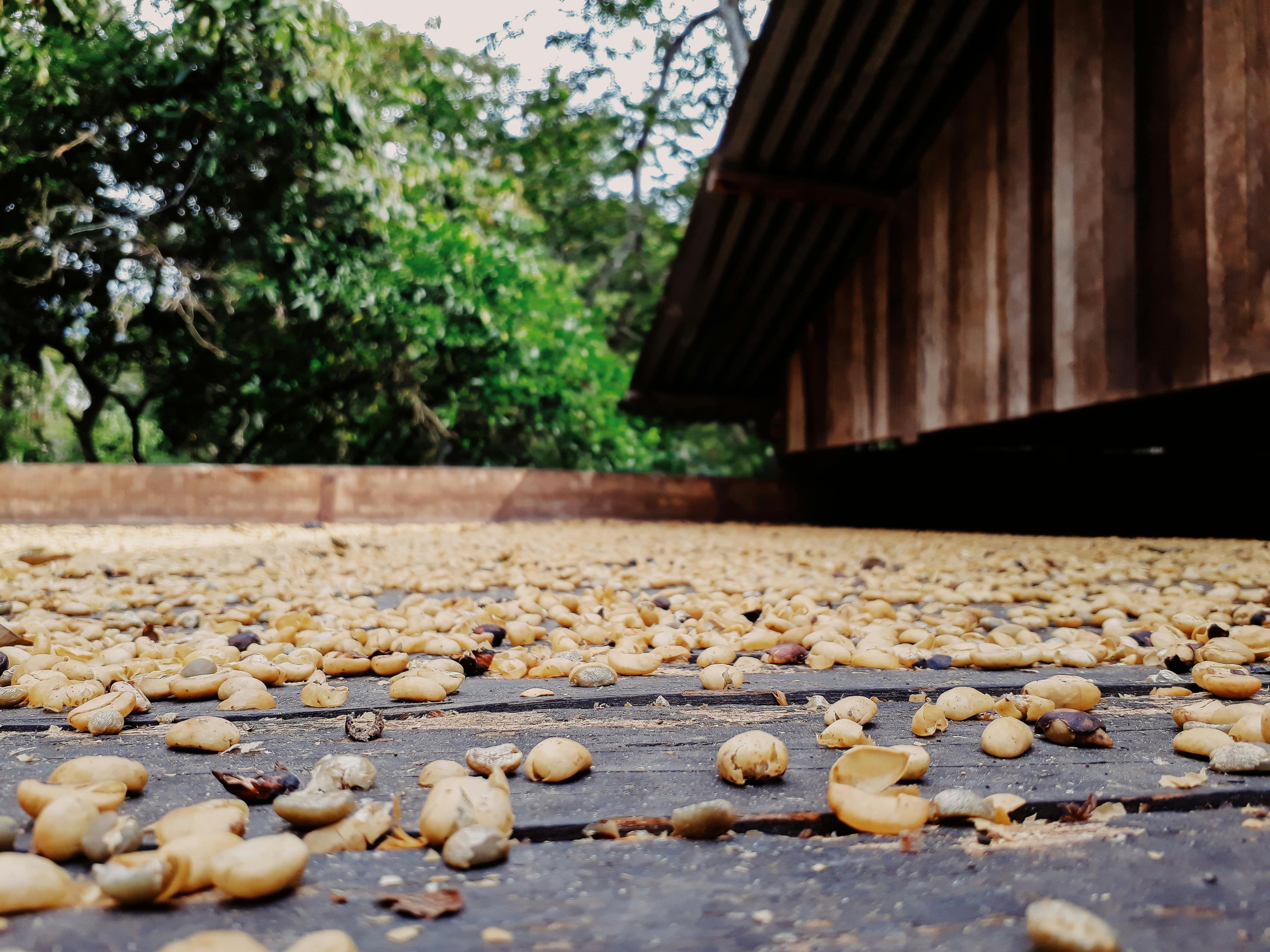 Free stock photo of coffee, coffee bean, forest