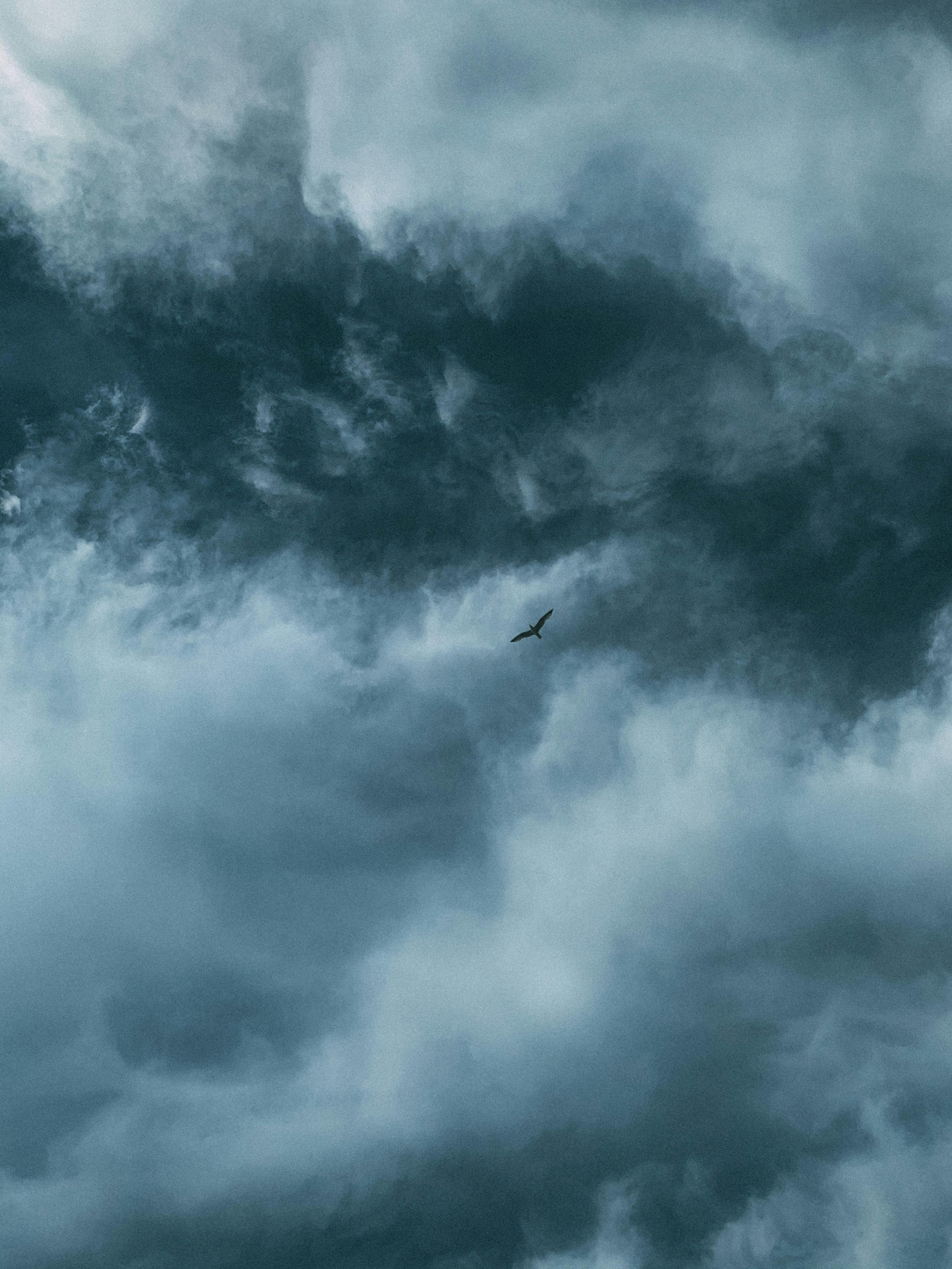 Bird Flying · Free Stock Photo