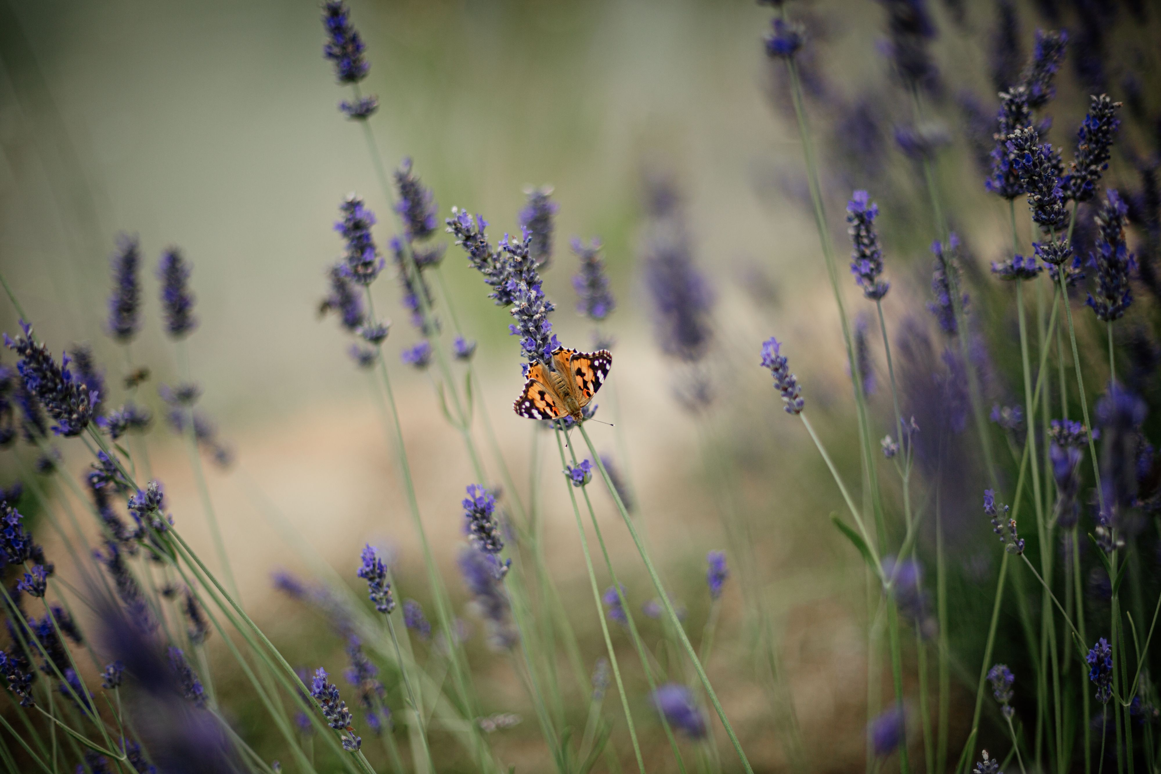 70+ Best Lavander Photos · 100% Free Download · Pexels Stock Photos