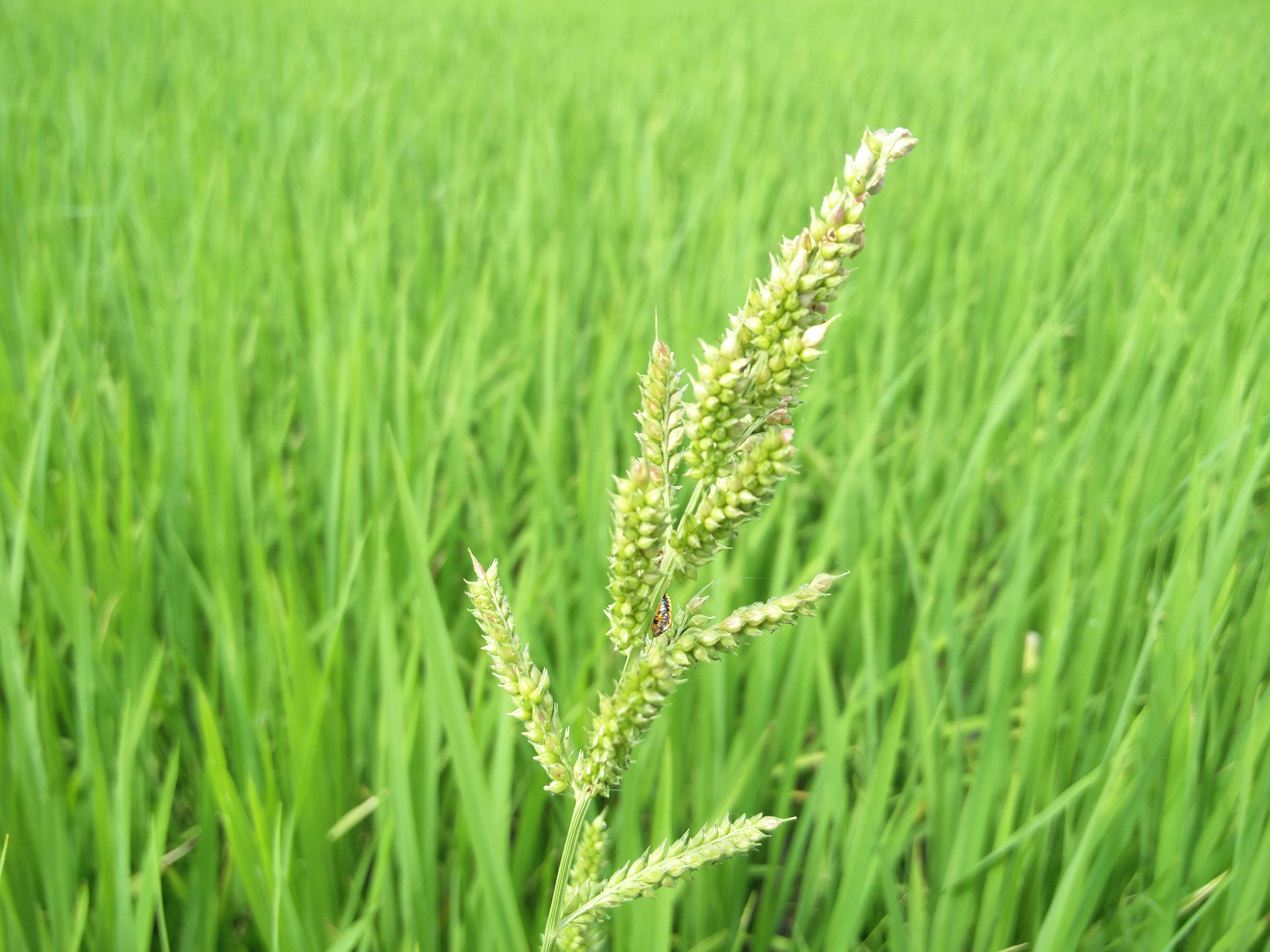 Free stock photo of farm, grass, green grass