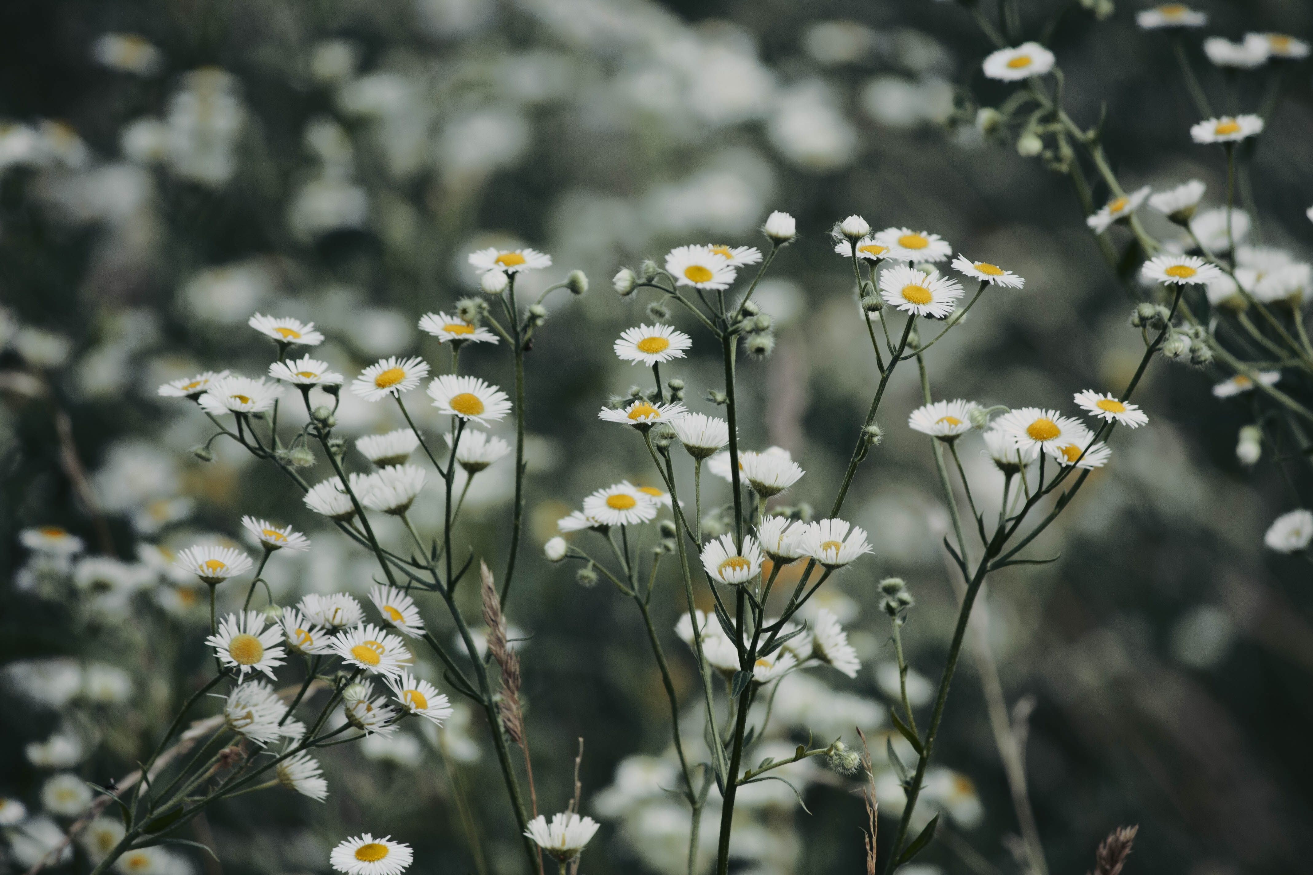 Close Up Photography Daisy Flowers · Free Stock Photo