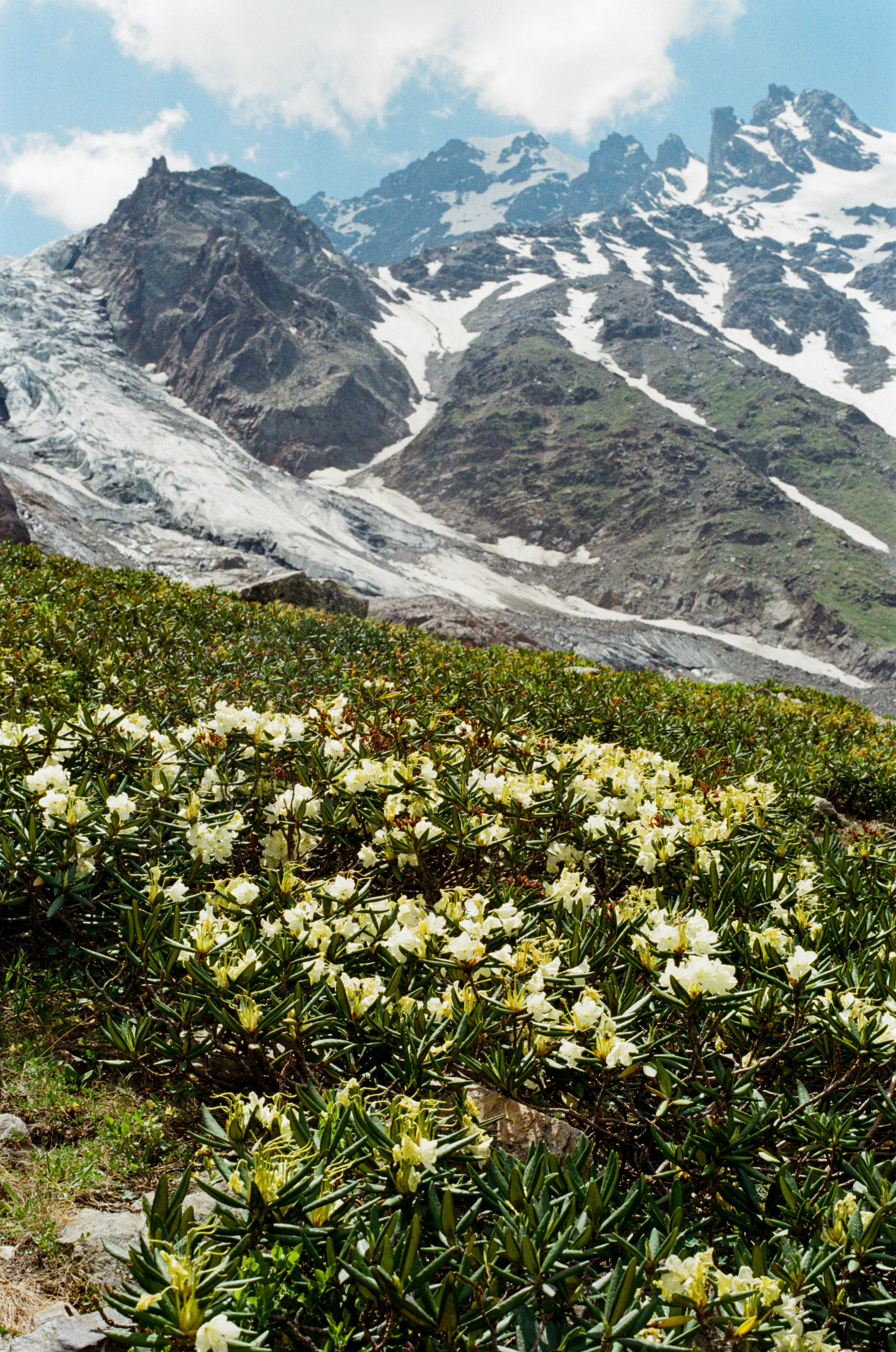 Aerial Photography of Flower Field on Mountain · Free Stock Photo