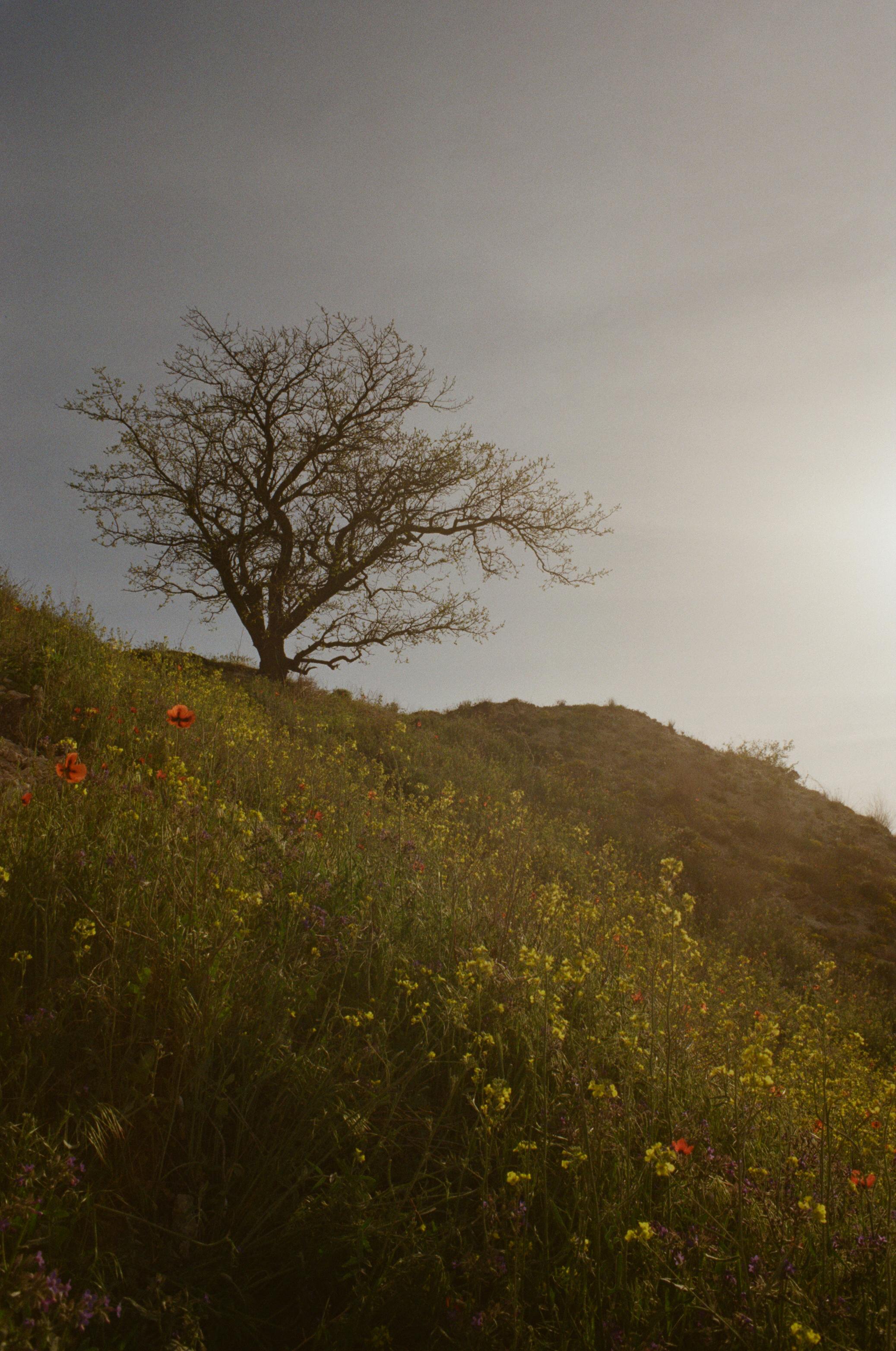 Single Tree on Hill · Free Stock Photo