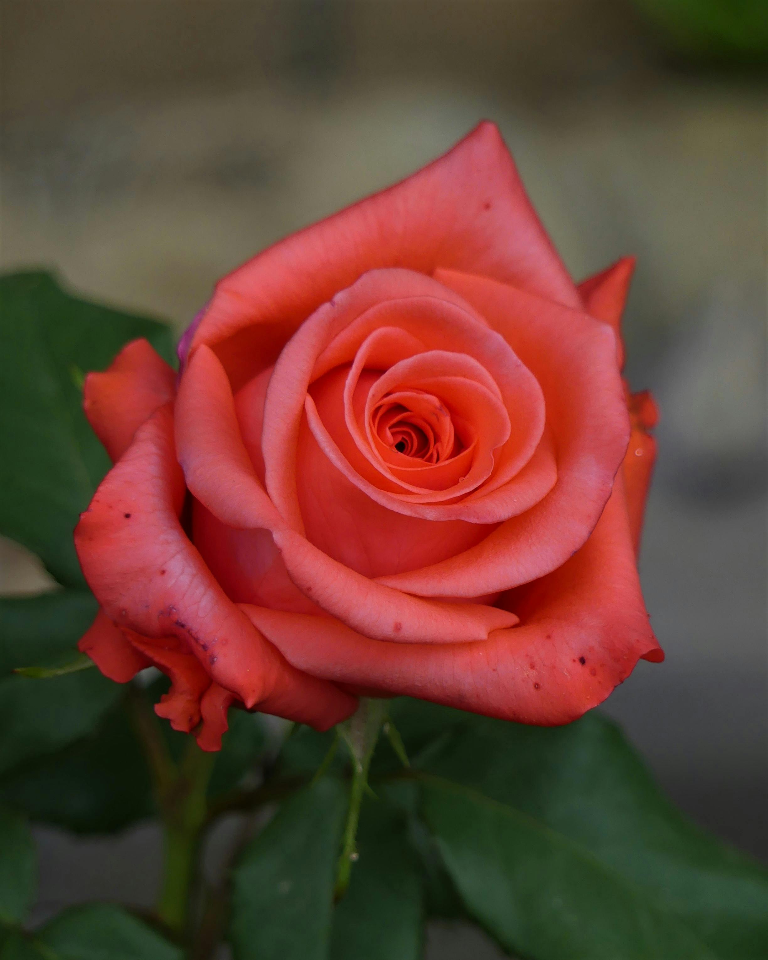 Fresh Blooming Rose in Bloom · Free Stock Photo