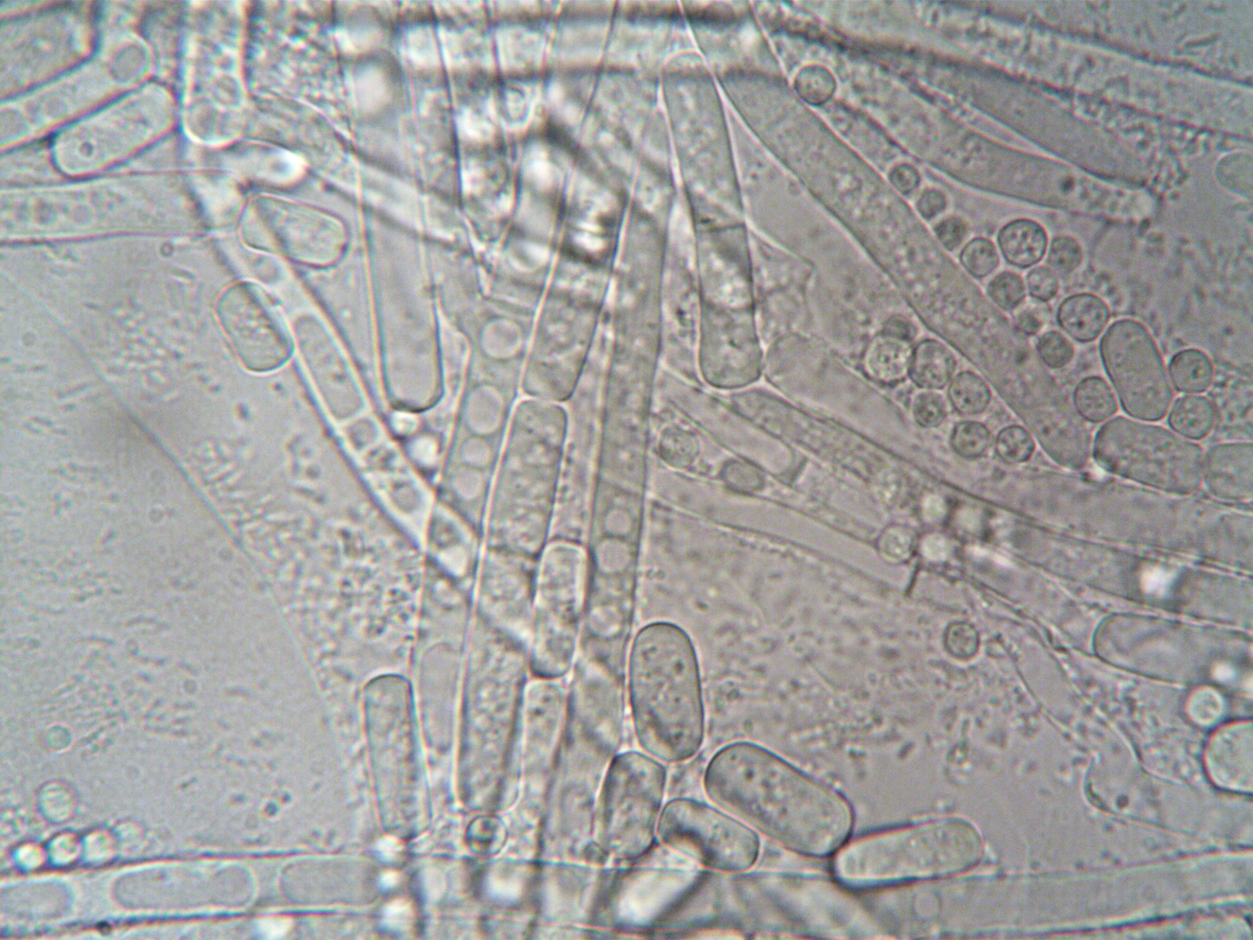 Microorganisms under a Microscope · Free Stock Photo