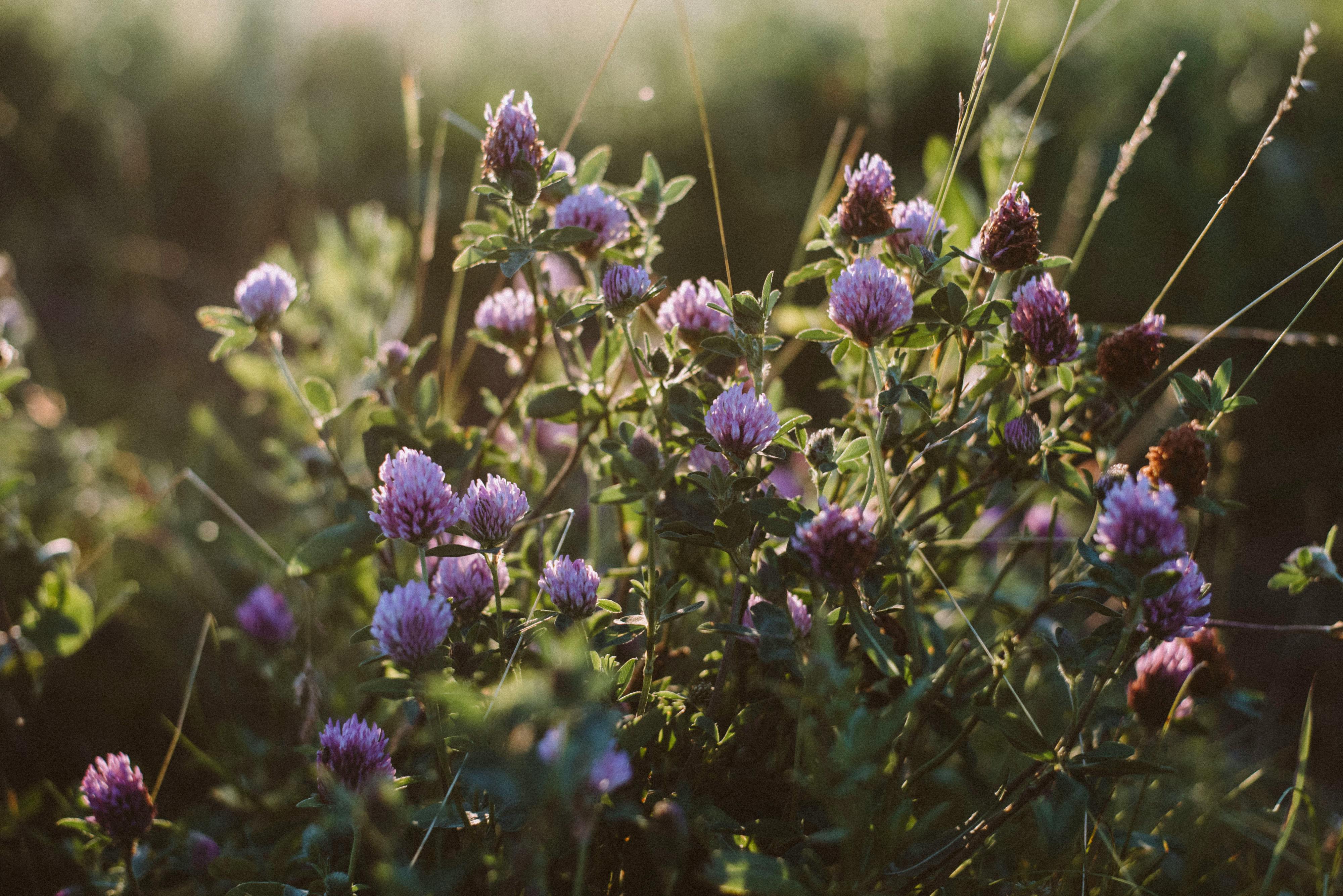 Red Clover Photos, Download The BEST Free Red Clover Stock Photos & HD ...