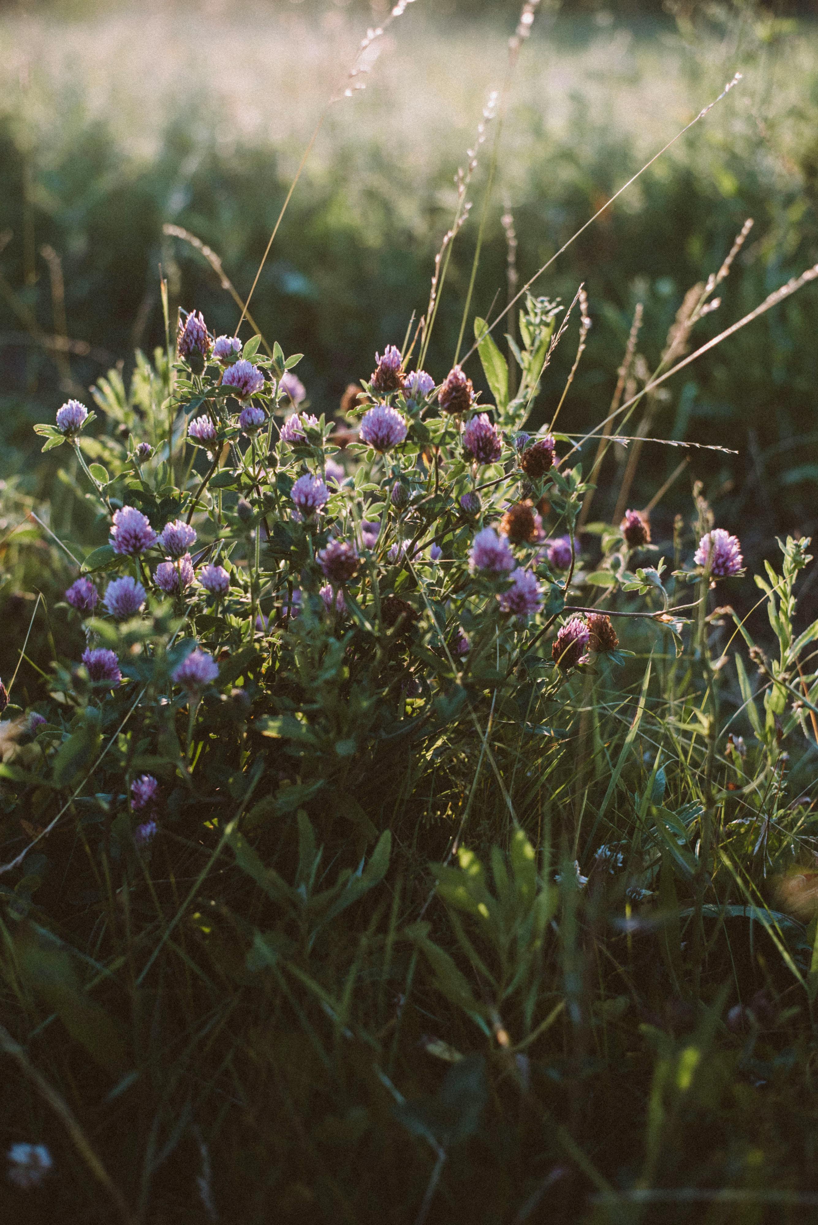Red Palulu Flower · Free Stock Photo