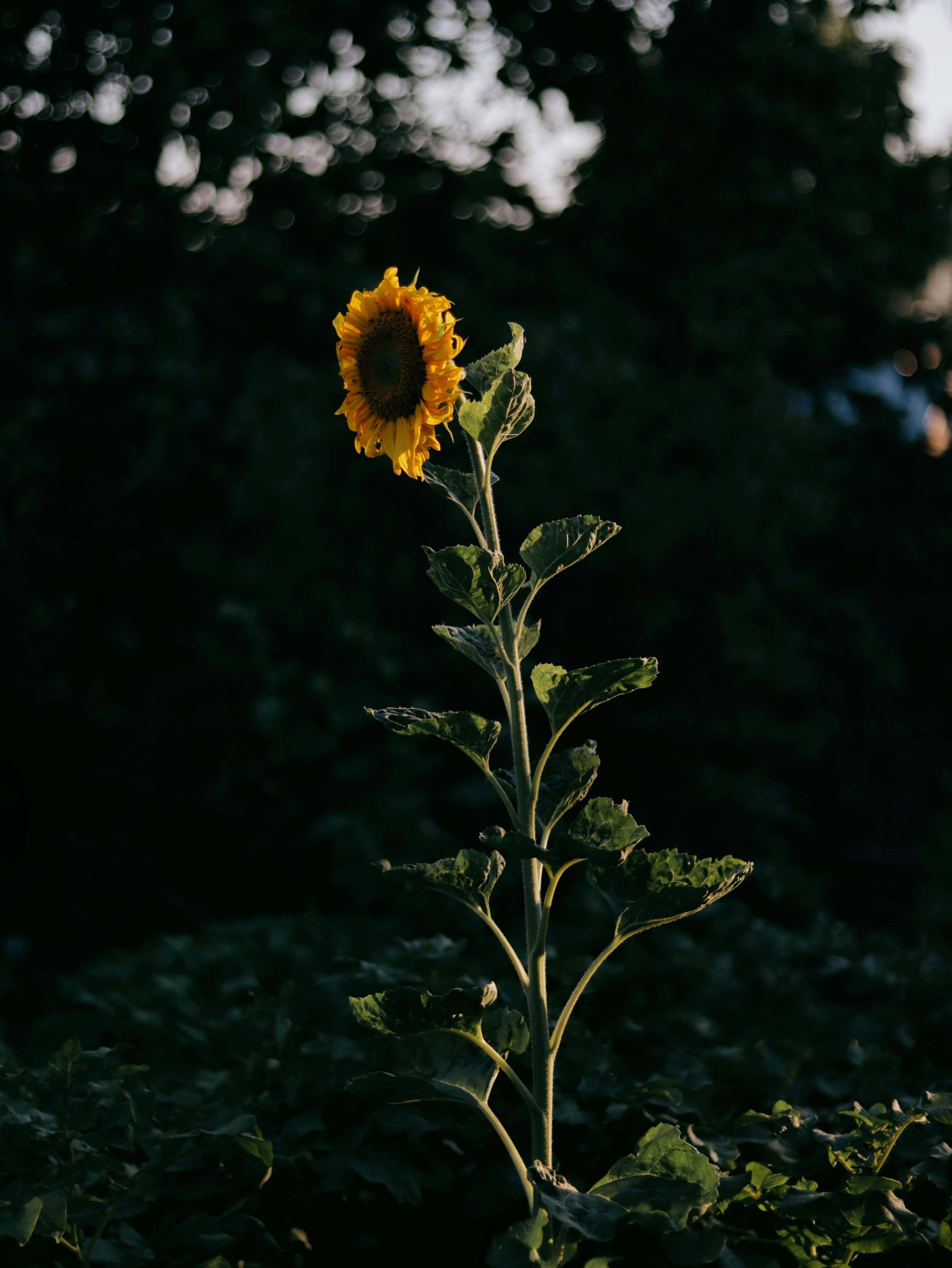 Photo of Sunflower · Free Stock Photo
