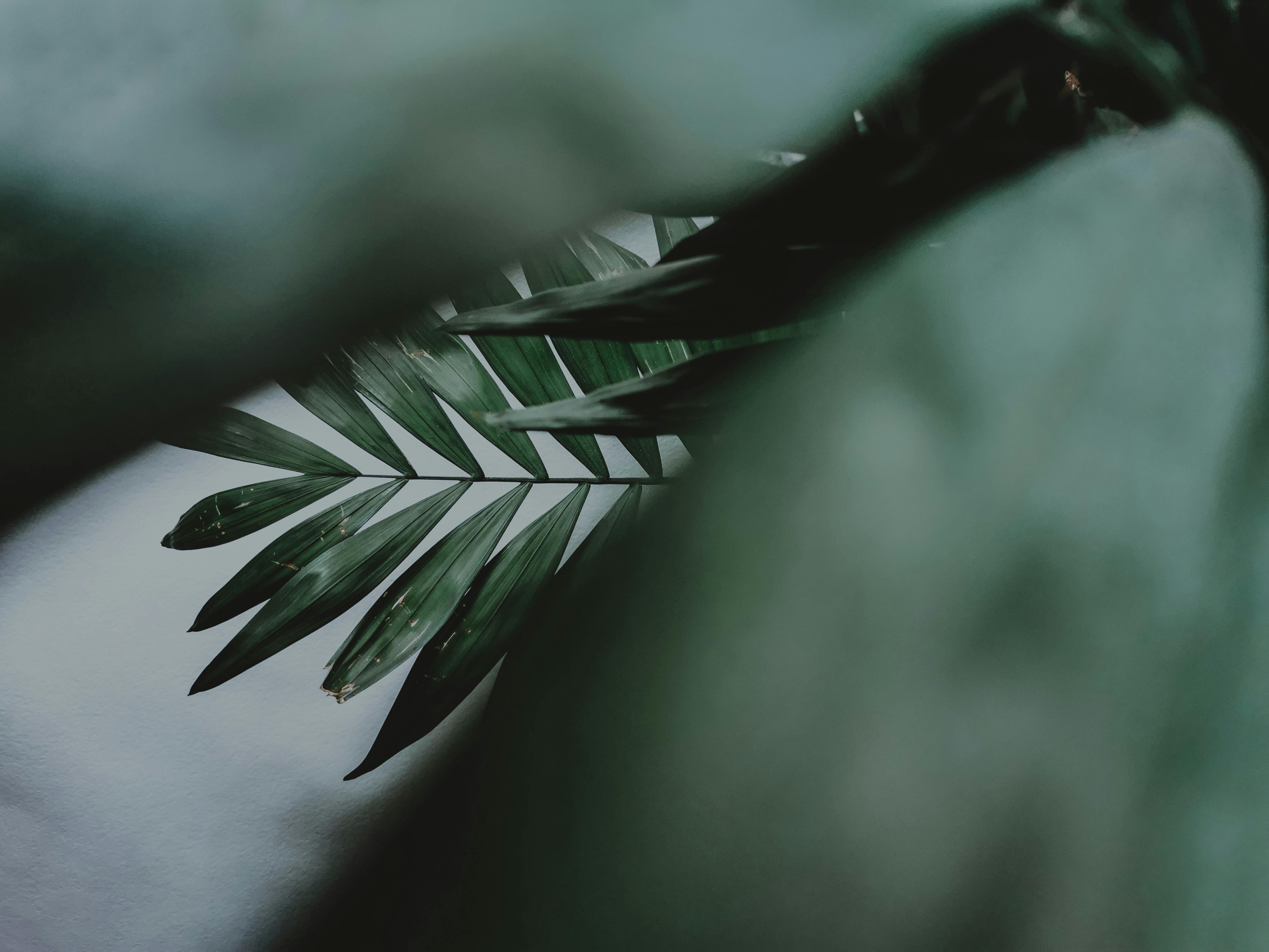 Green Leafed Plant Selective Focus Photography · Free Stock Photo