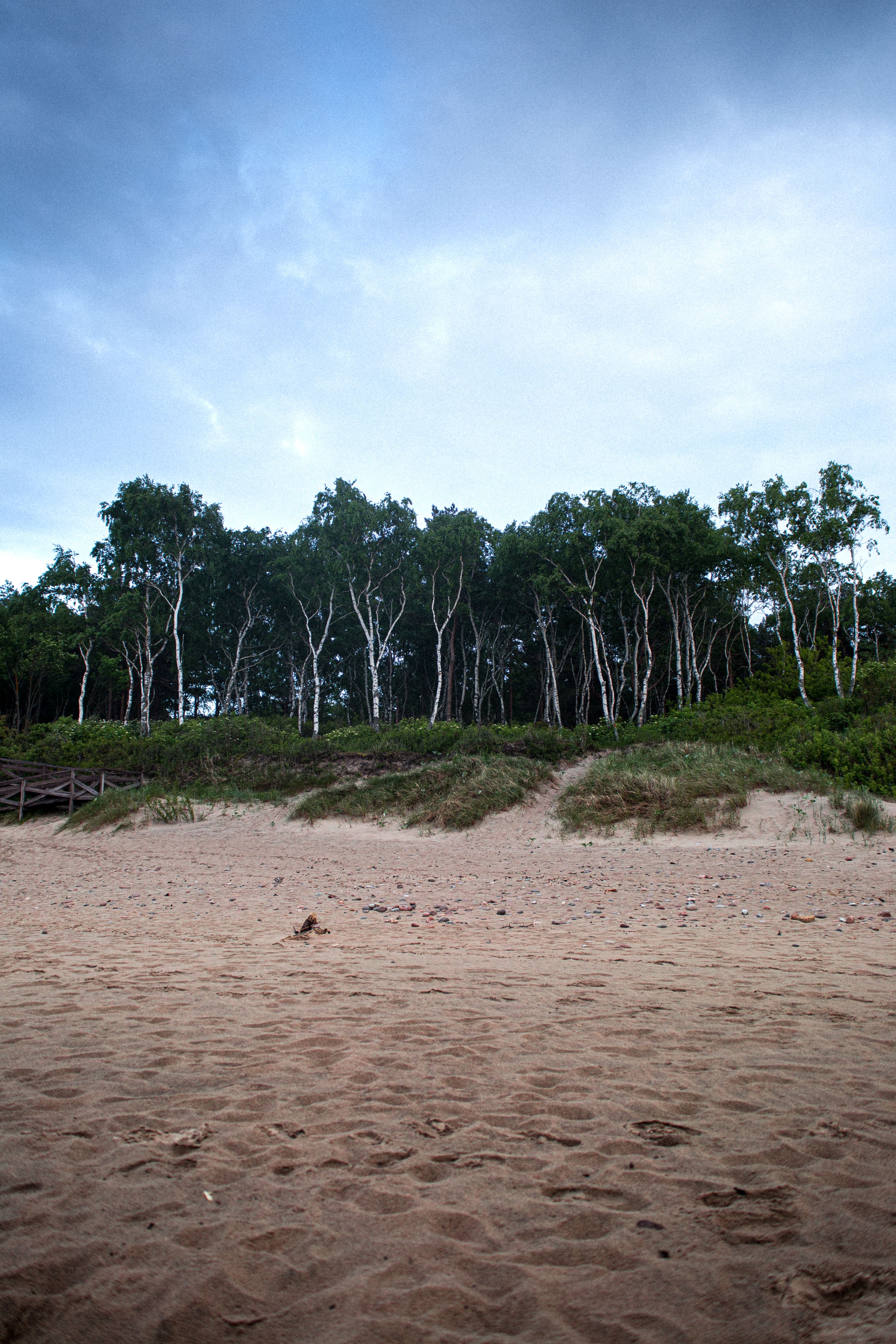 A Forest by the Beach · Free Stock Photo