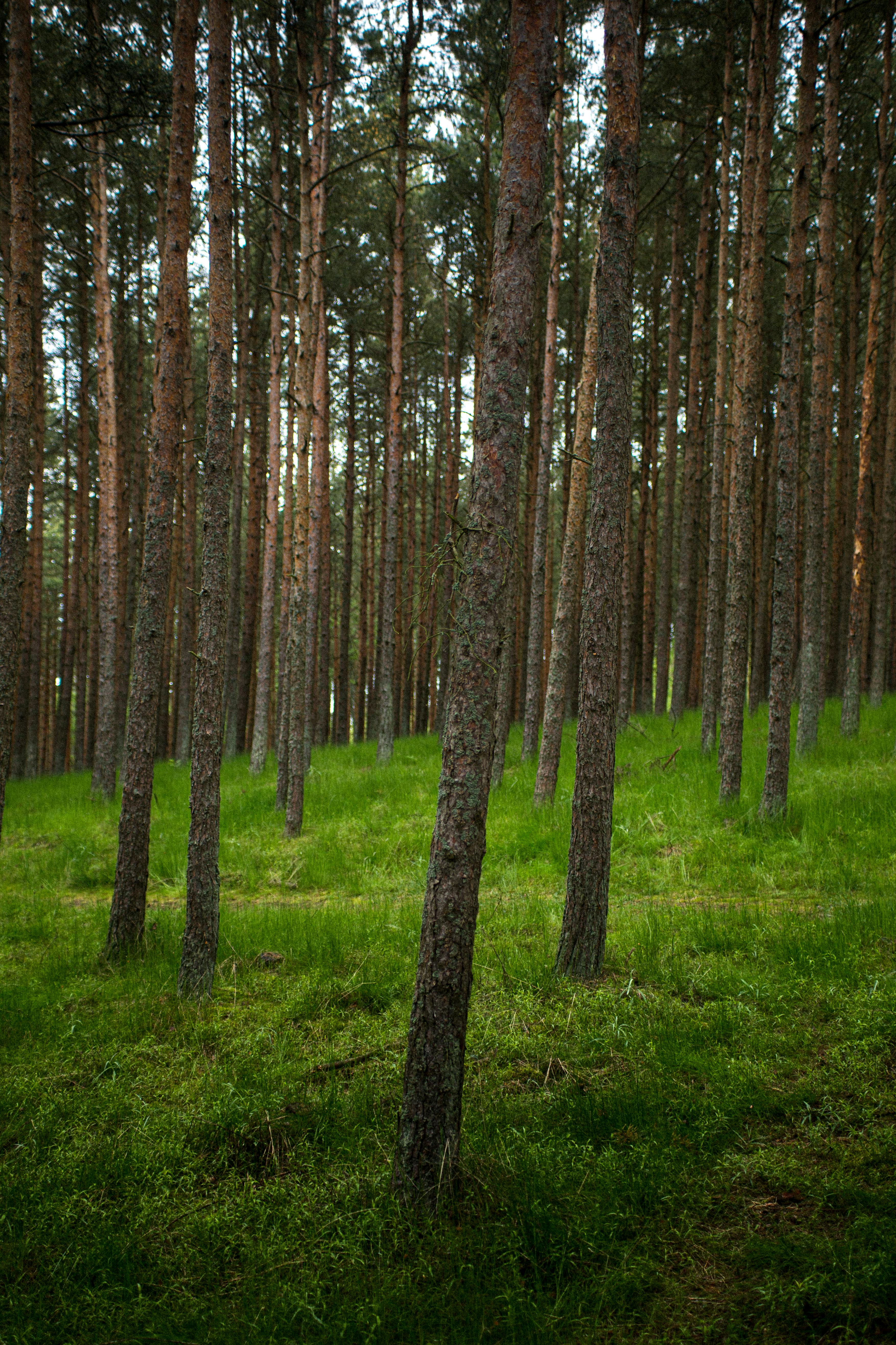 Tall Trees in a Forest · Free Stock Photo