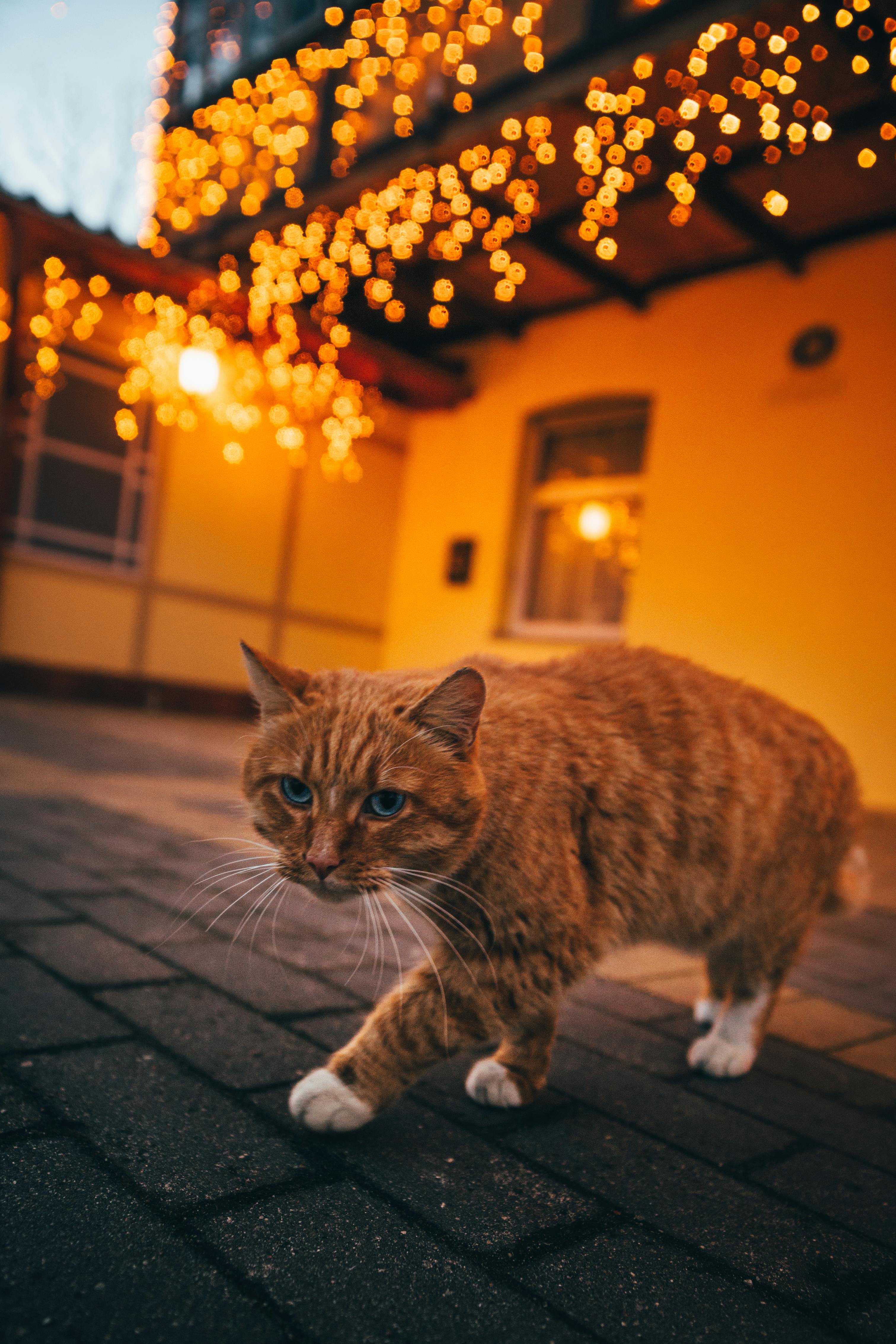 Scared Ginger Cat in Door · Free Stock Photo