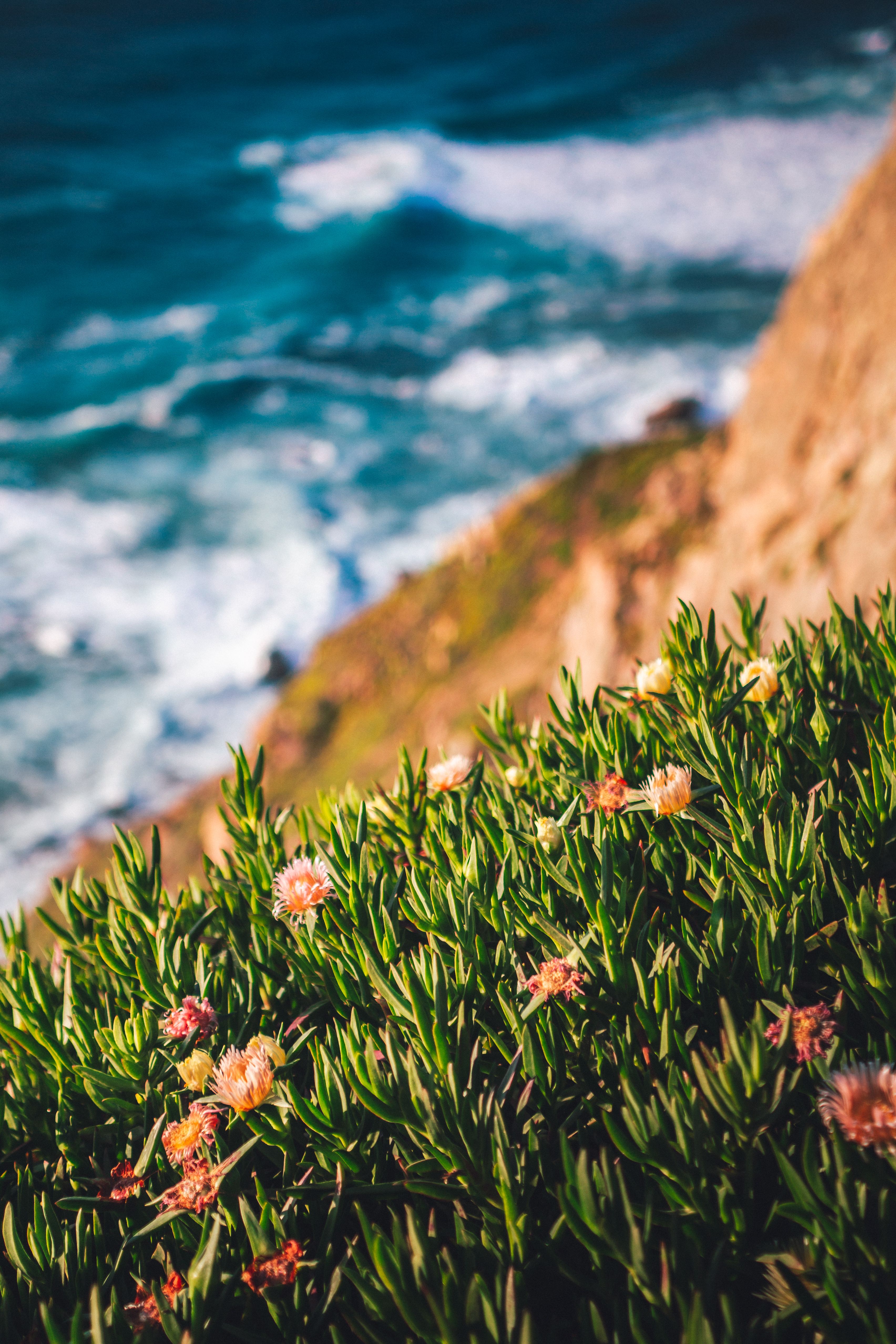 Sea View With Flowers Photos, Download The BEST Free Sea View With ...