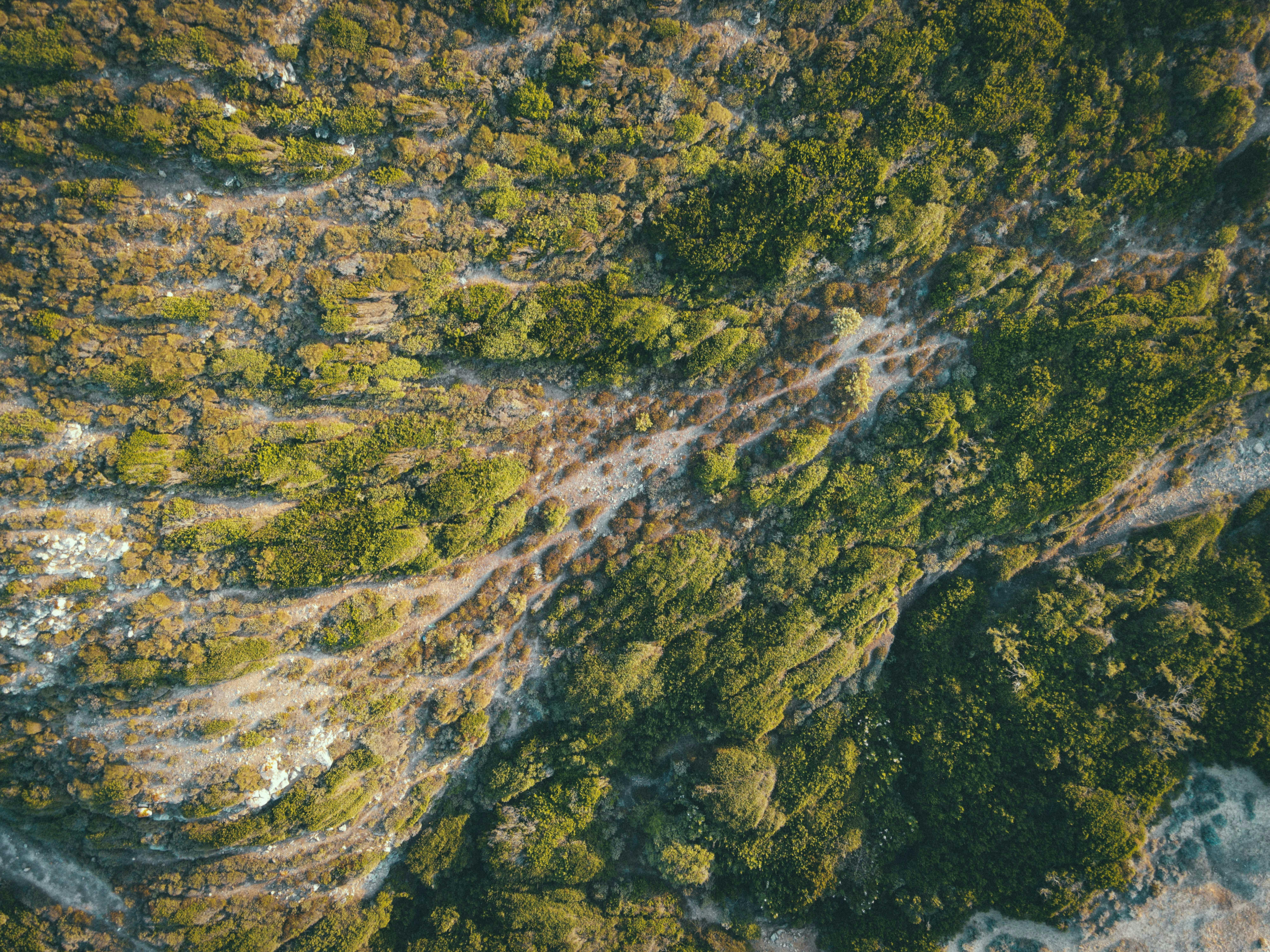 Birds Eye View of Trees on Mountain · Free Stock Photo